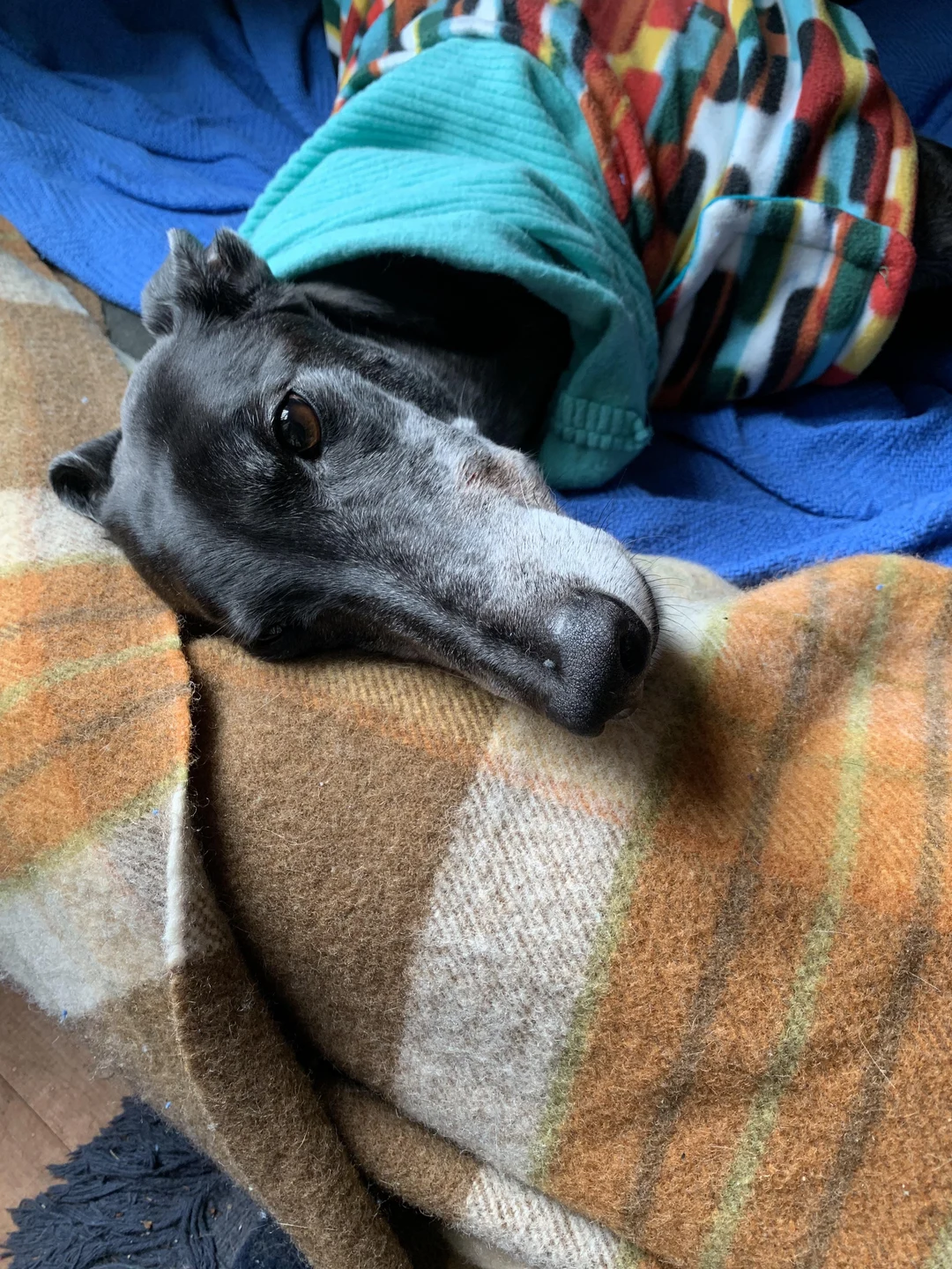 Let’s talk about poops | Scrolller