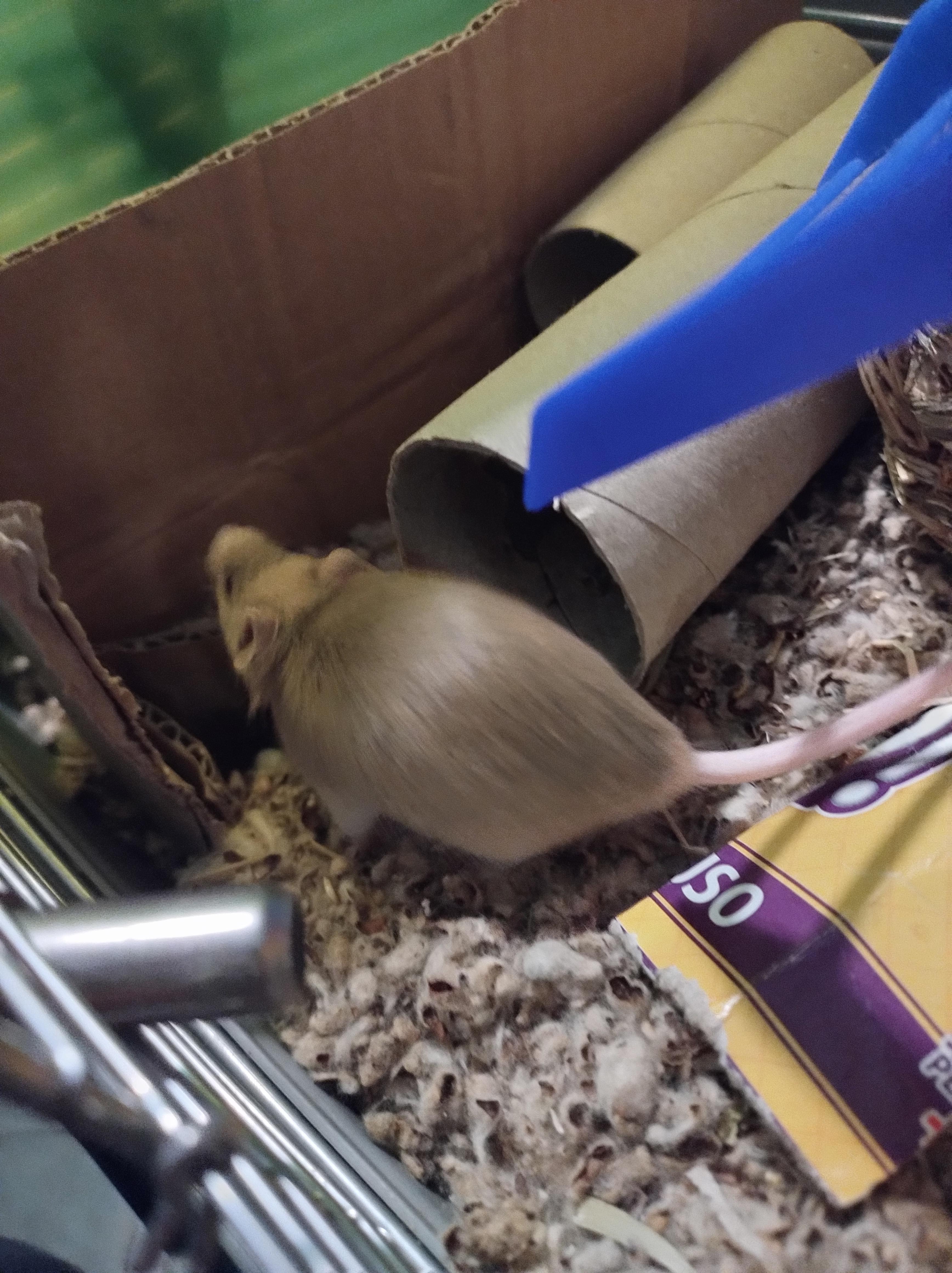 Two of my princesses are getting darker/dark spots | Scrolller