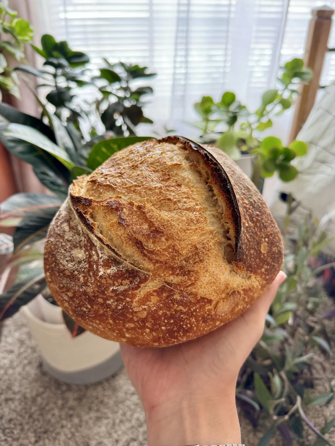 First sourdough ever! | Scrolller