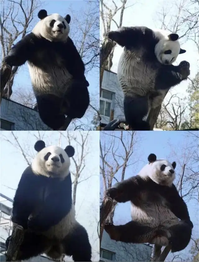 Kungfu Panda | Scrolller