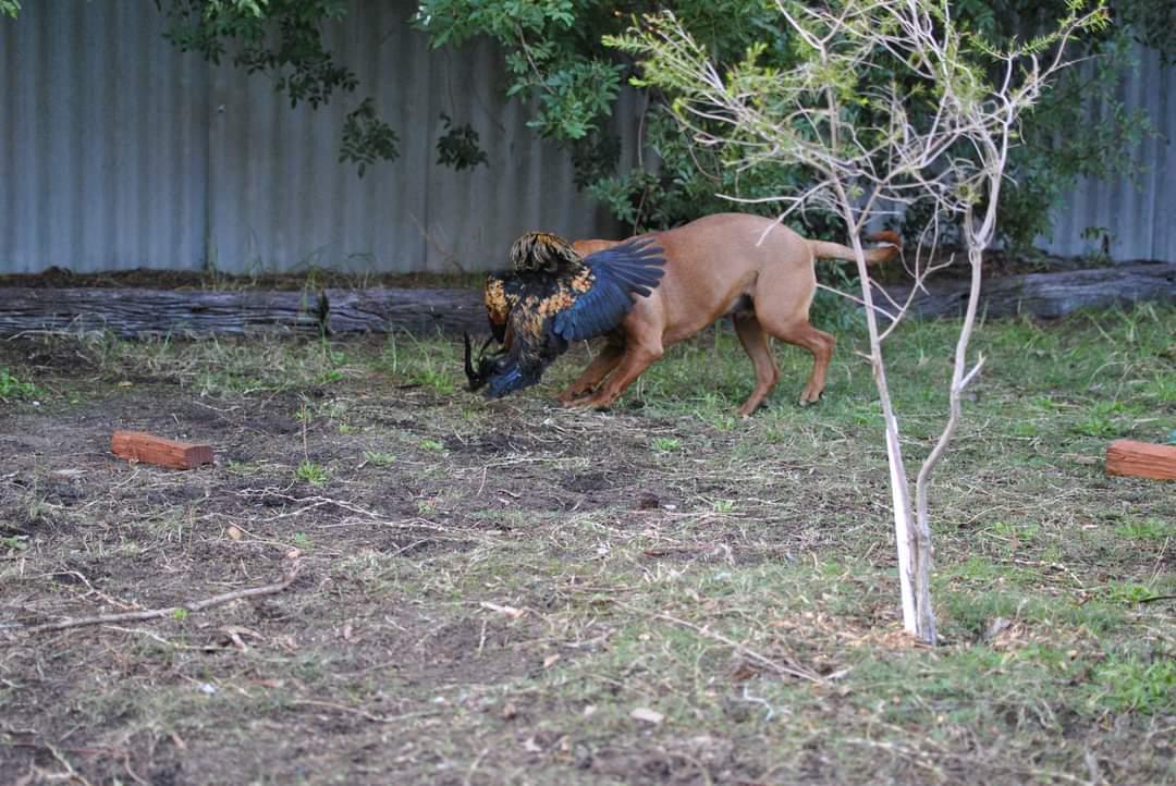 Pup and rooster | Scrolller