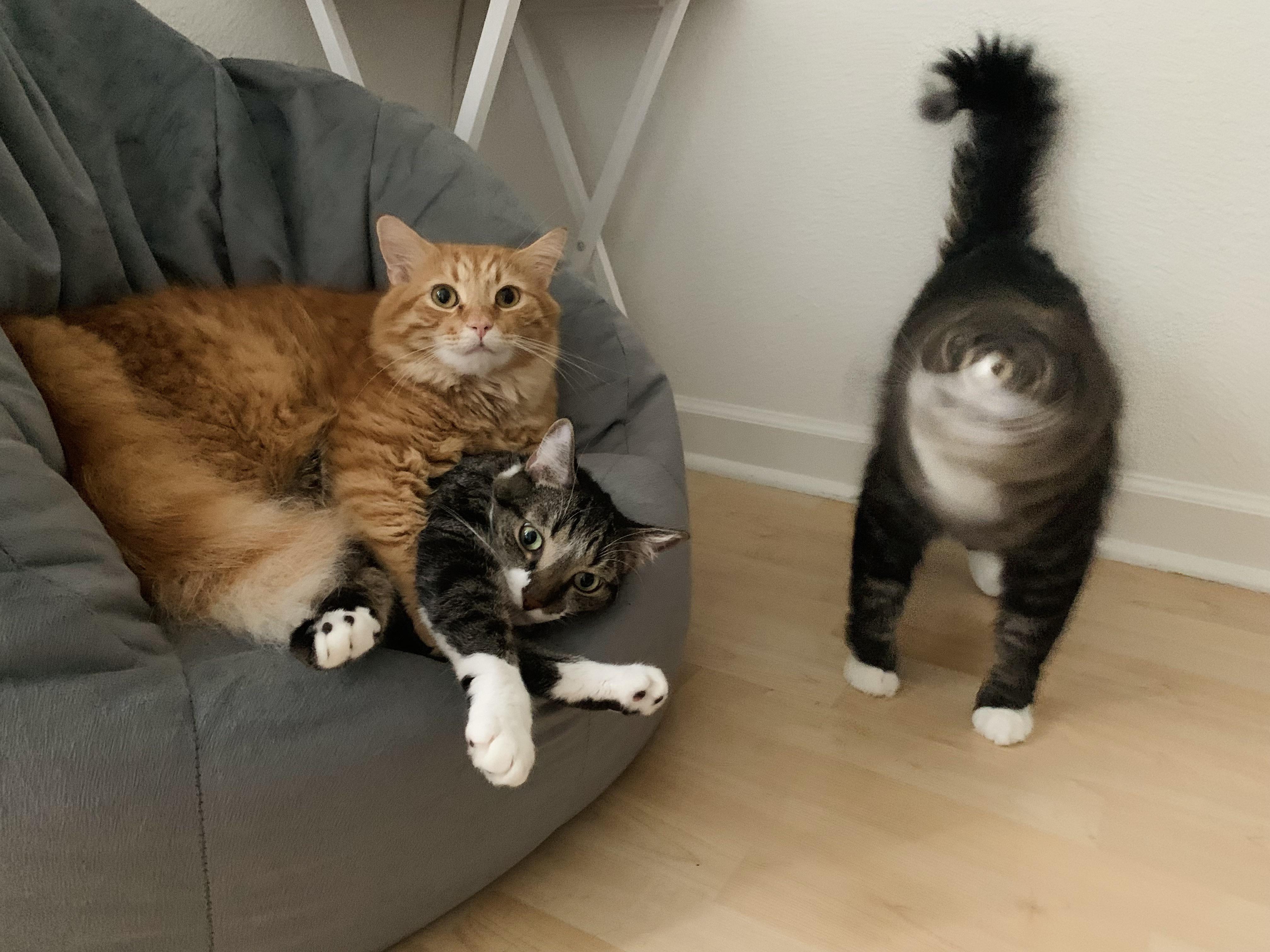 Tippy shaking his head while being a third wheel | Scrolller