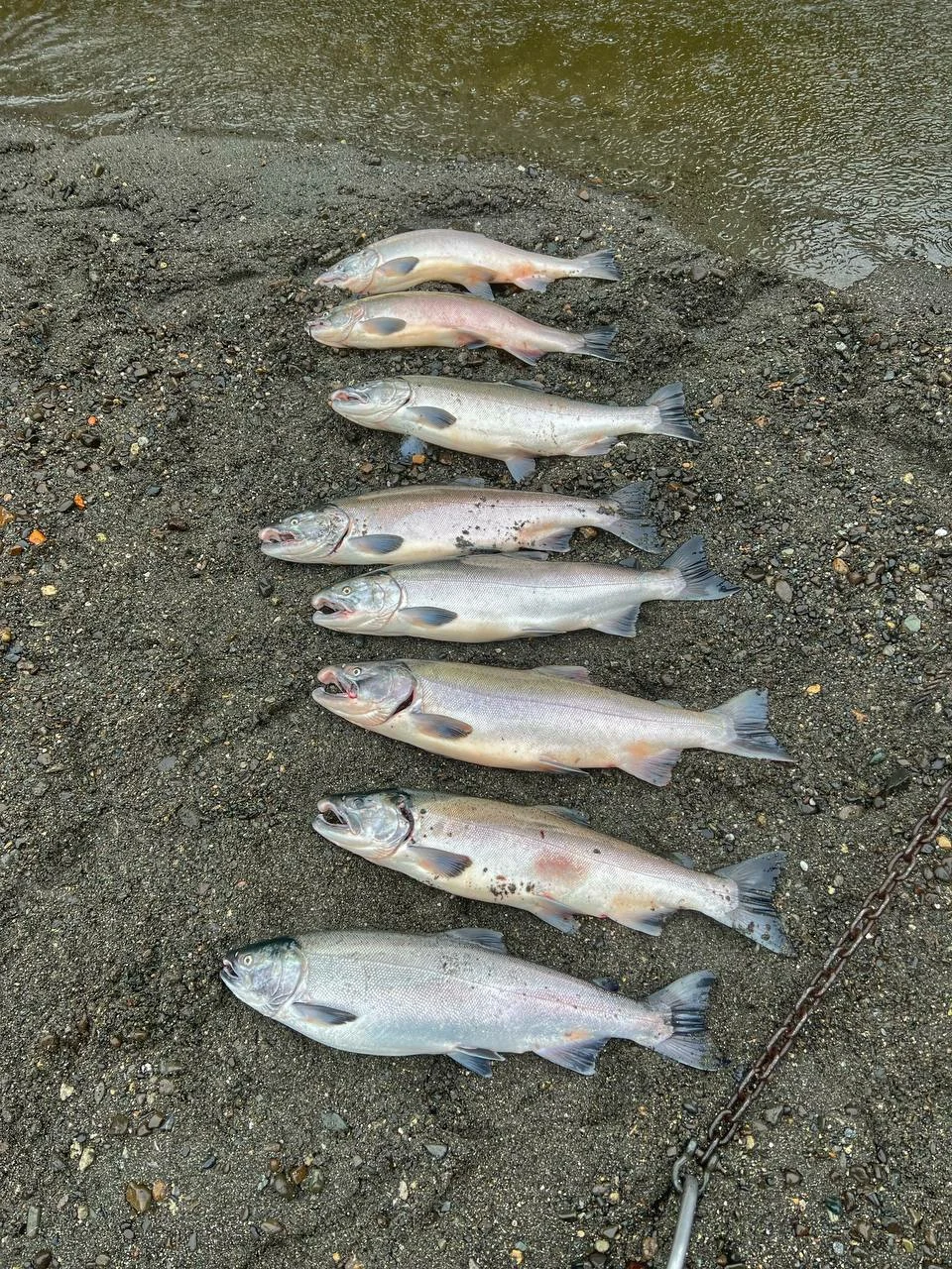 Does anyone know what kind of salmon the one on the bottom is? Yakutat, Alaska September 2022 ...