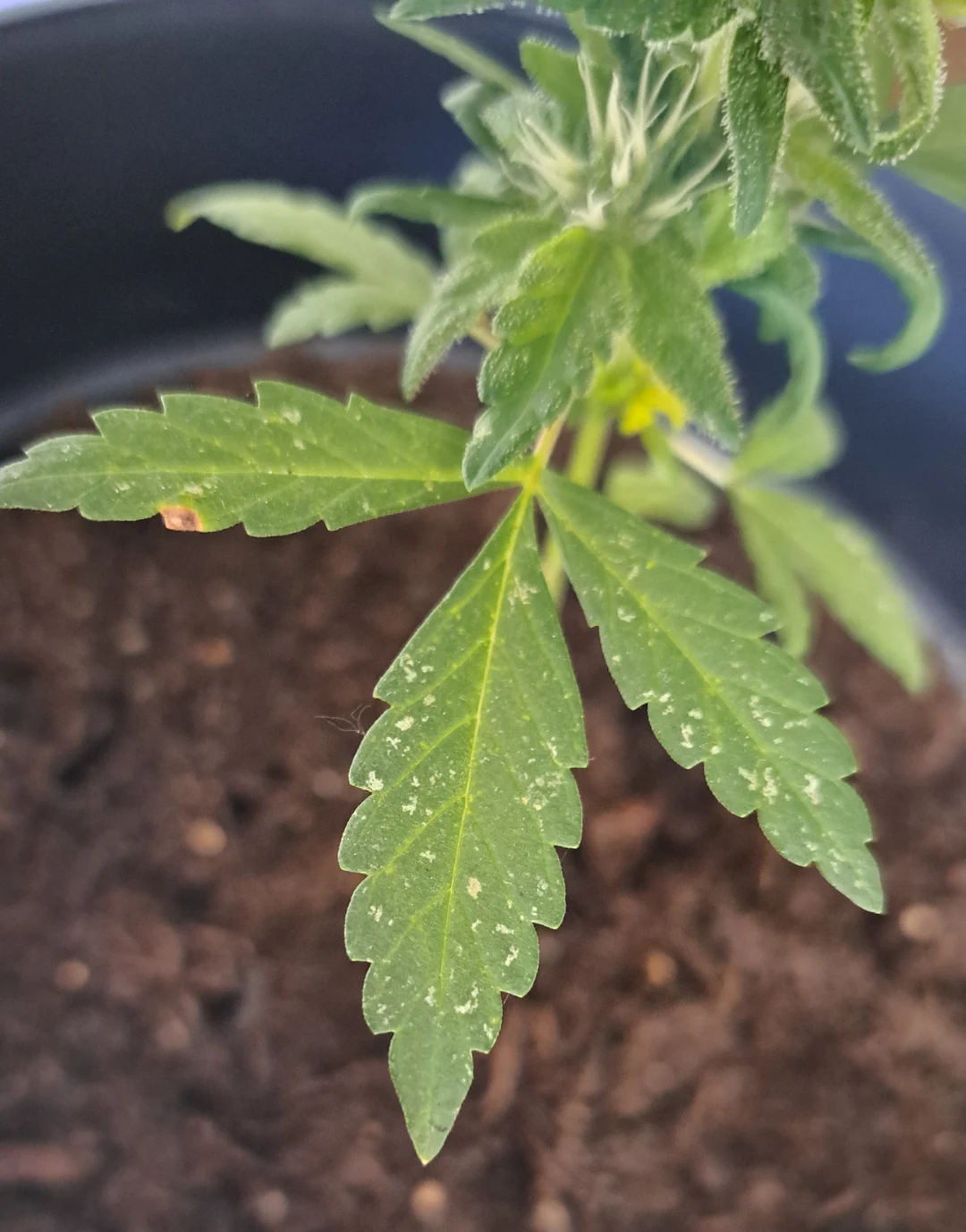 What are these white spots on my plants' leaves? | Scrolller