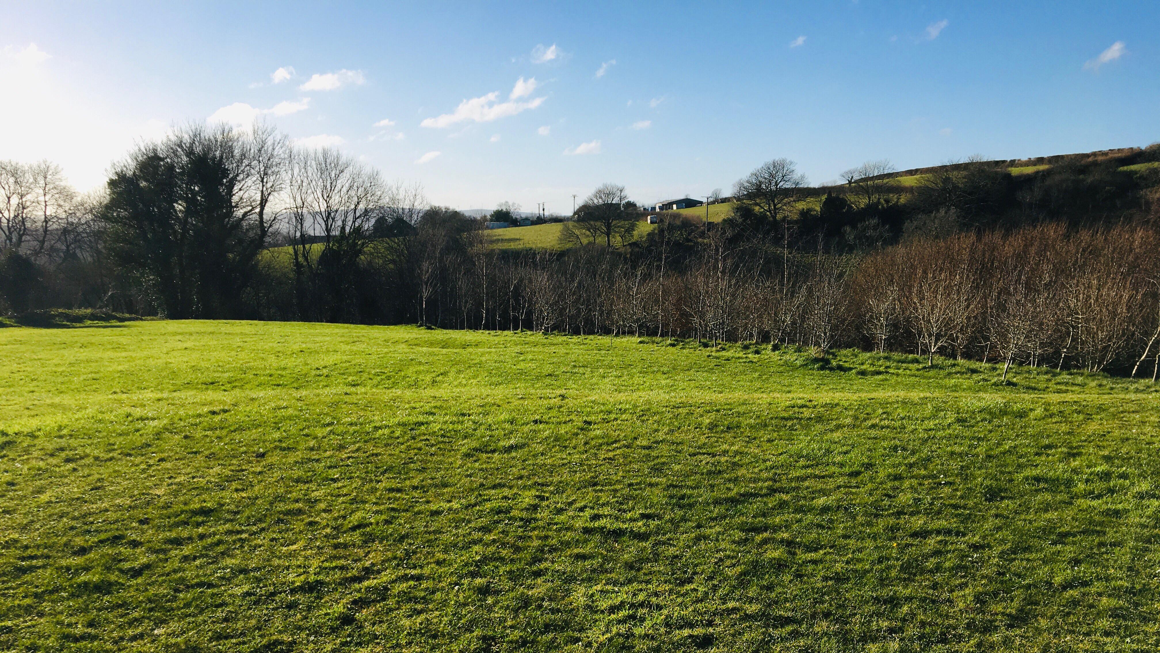 In honour of Windows XP, I took this picture of the grassy field outside my house | Scrolller