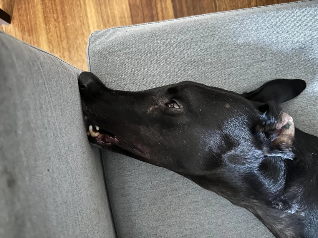 Diego looks so peaceful when he’s sleeping | Scrolller