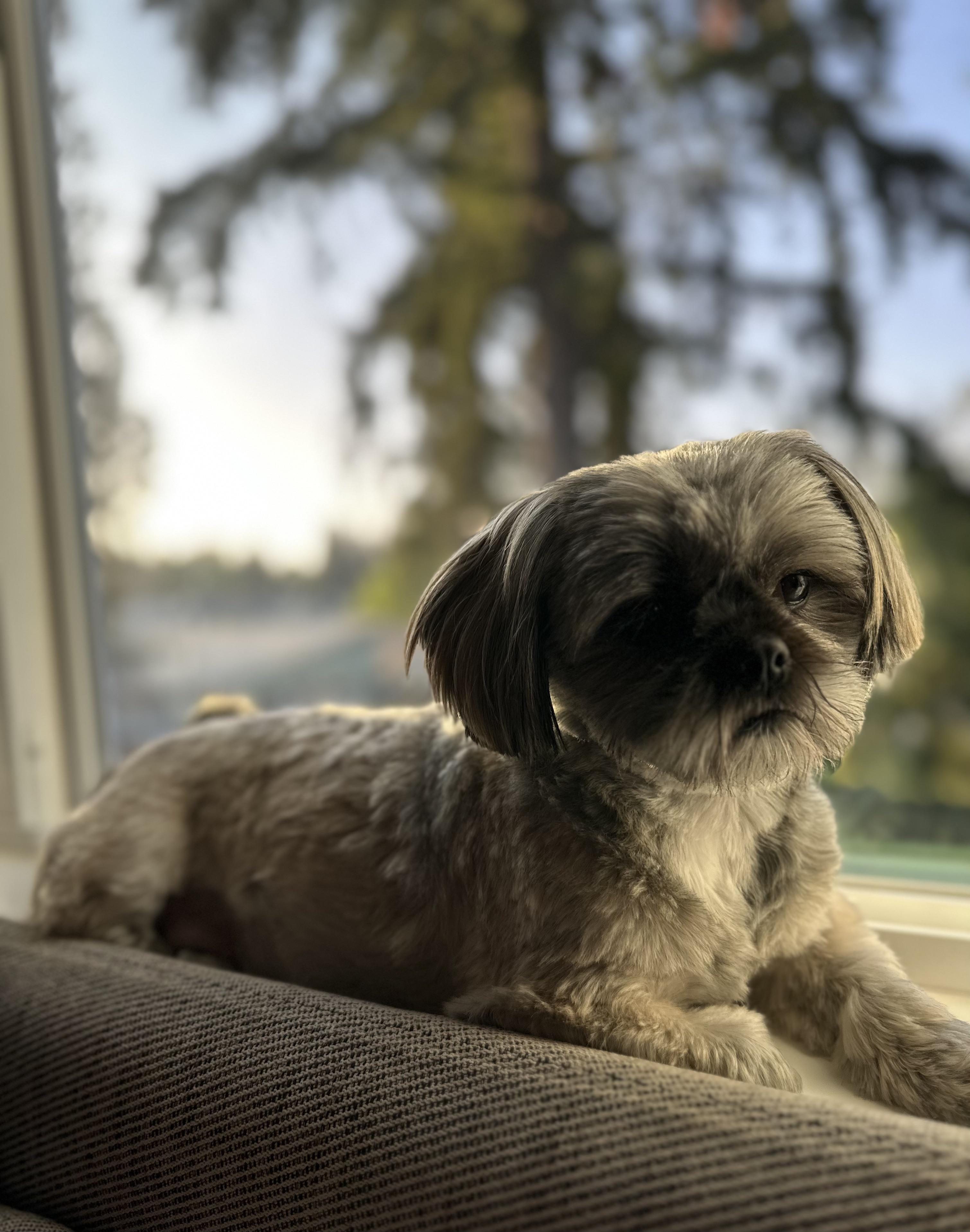 Shih Tzus & Staircases | Scrolller