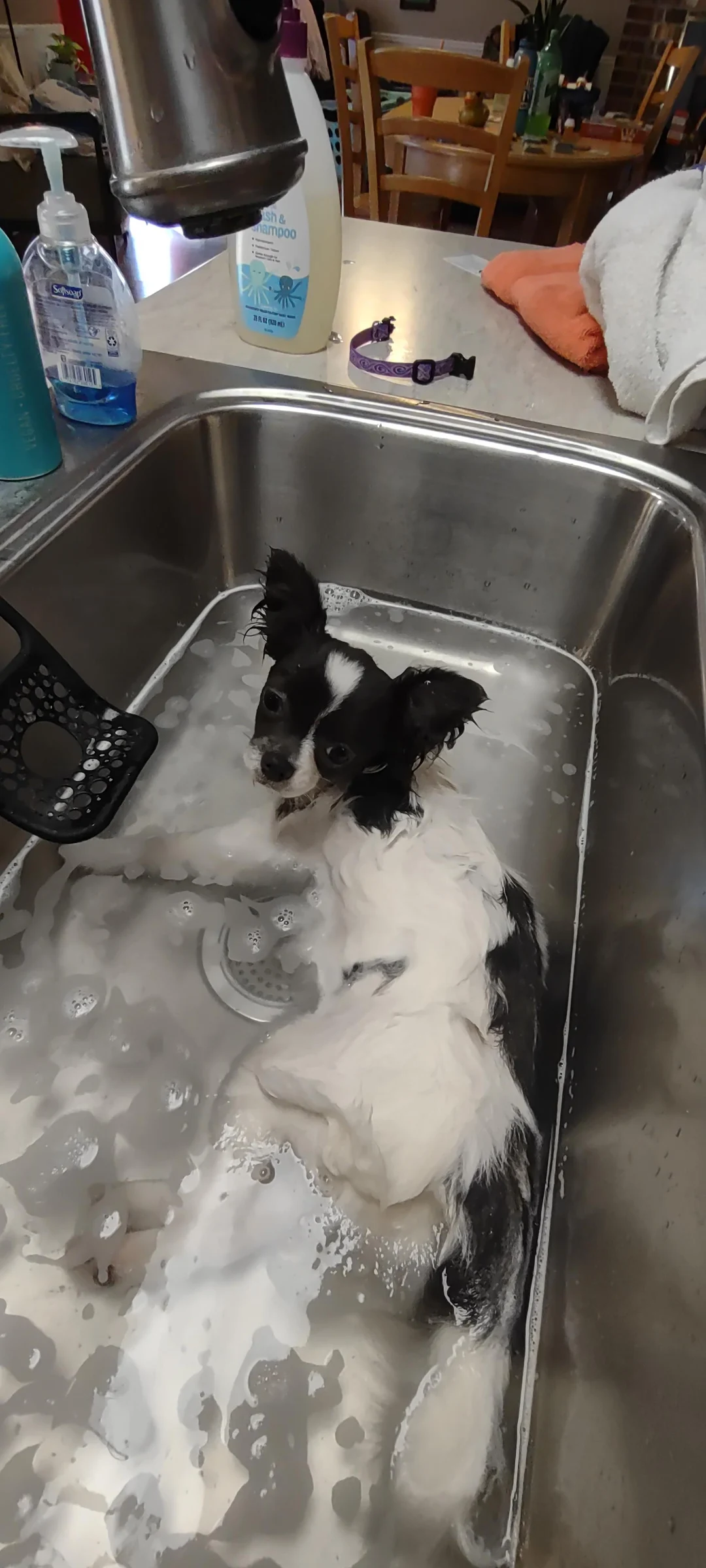 Having a nice bubble bath. Guess she missed the 'I hate baths' service pack | Scrolller