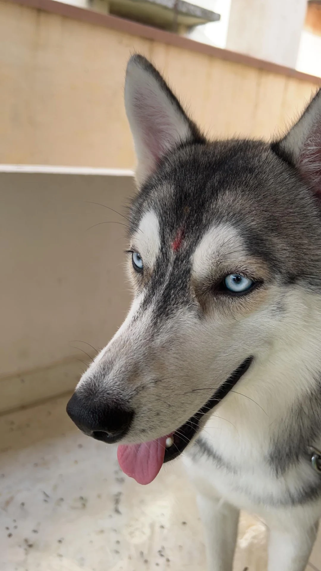 Sanatani husky akira ️ | Scrolller