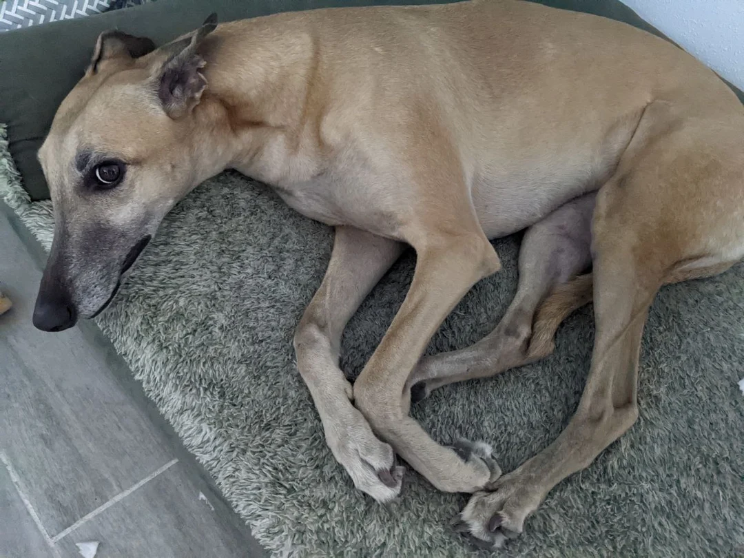 You've heard of the "Roach", now presenting: the "Flea" | Scrolller