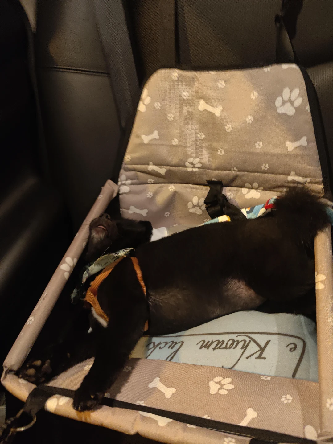 Post-Puppy Kennel, exhausted from playing | Scrolller