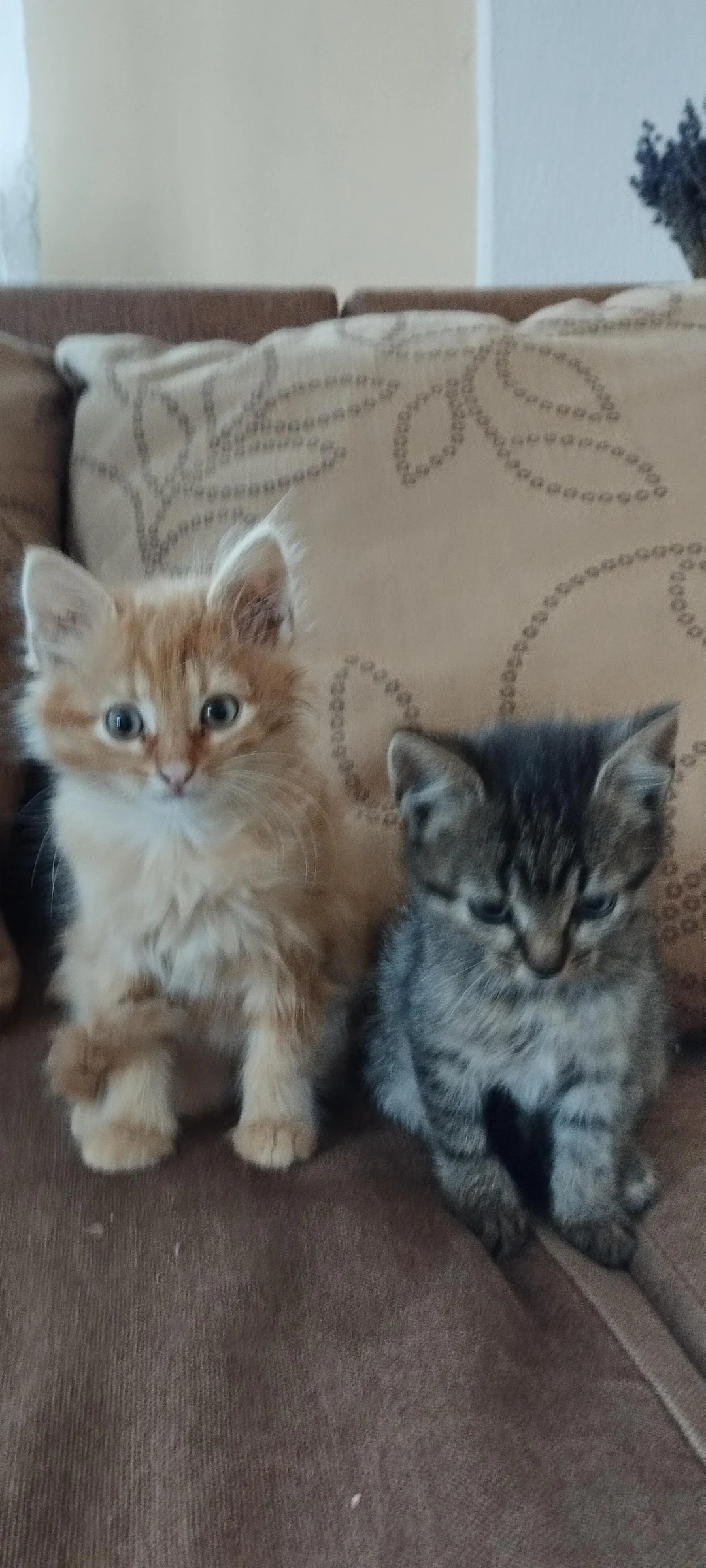 this is Garfield and the other is batcat | Scrolller