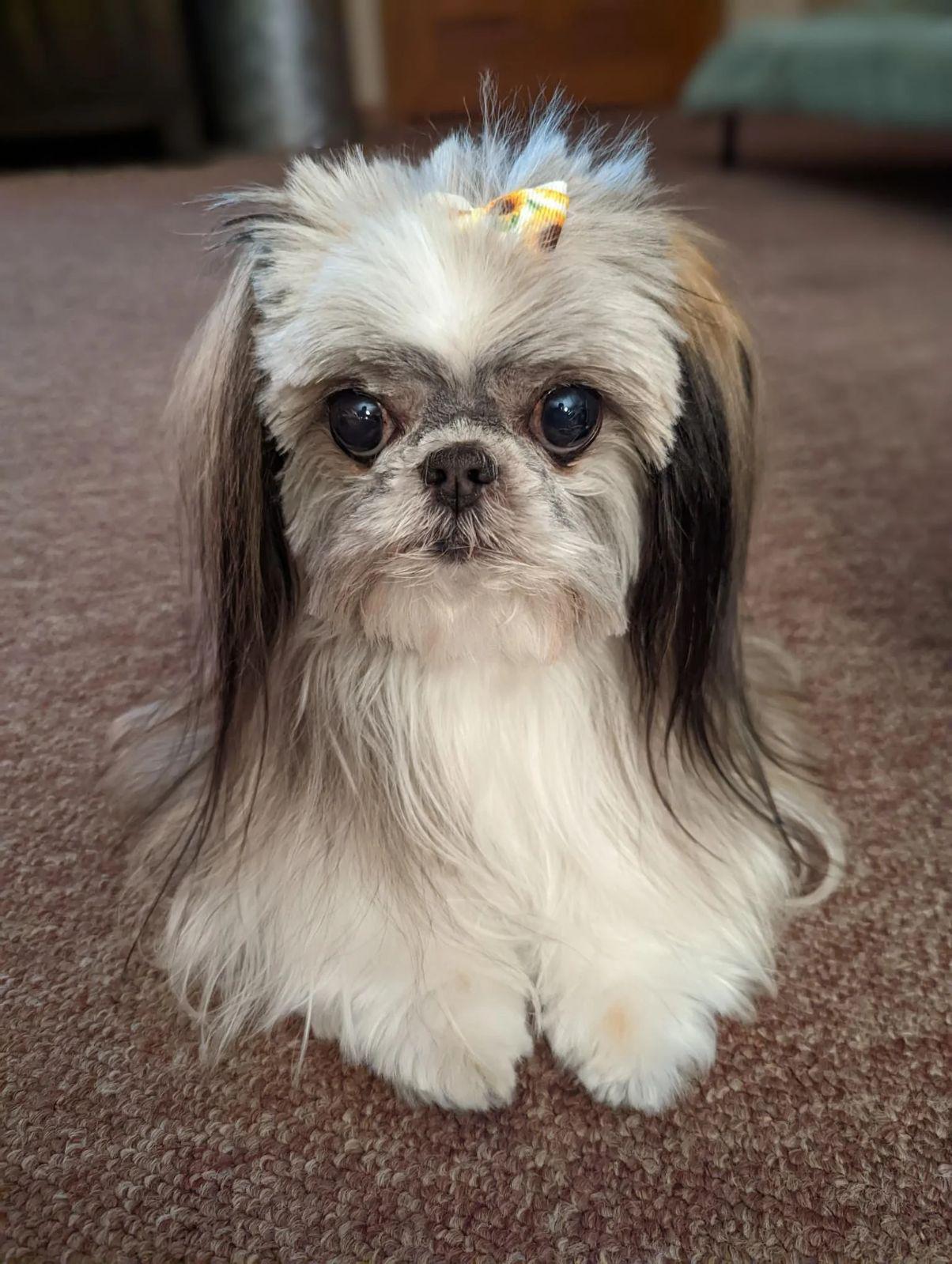 Our Princess Kami 👸 | Scrolller