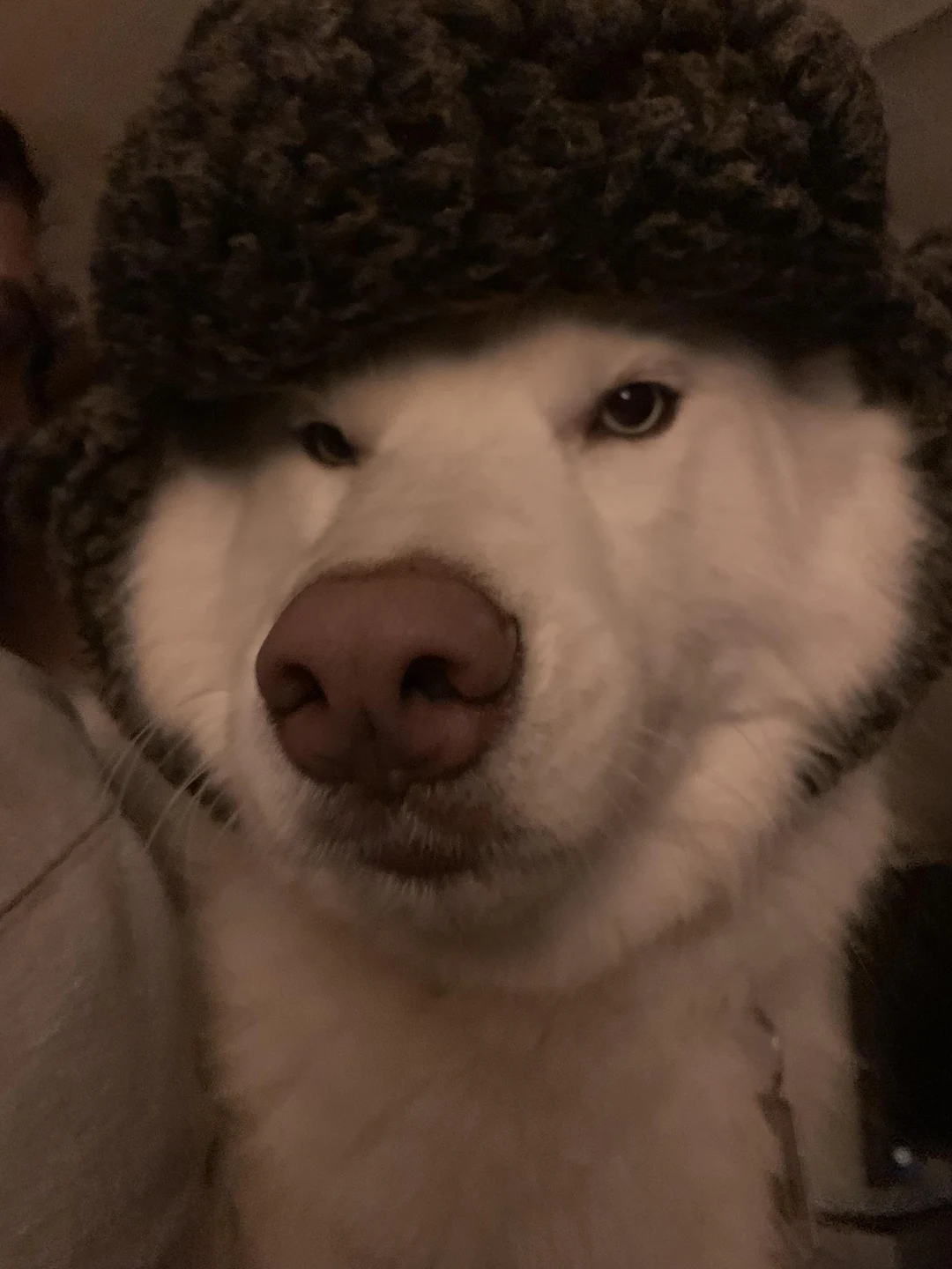 My Siberian husky | Scrolller