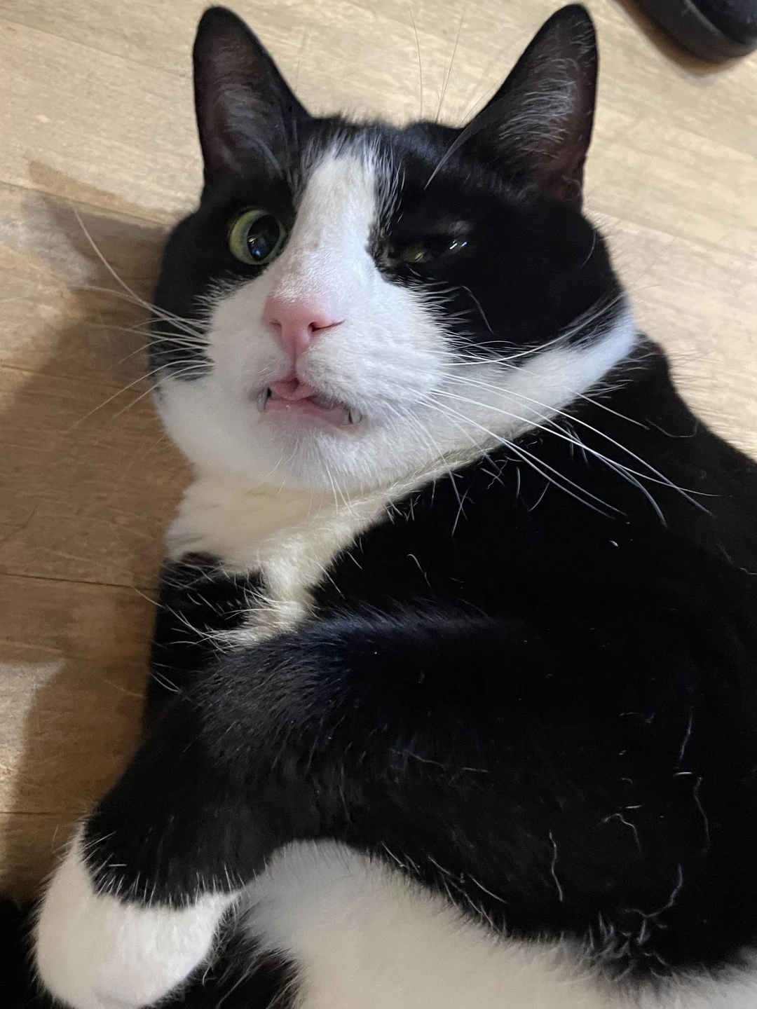 Derp in a tuxedo | Scrolller