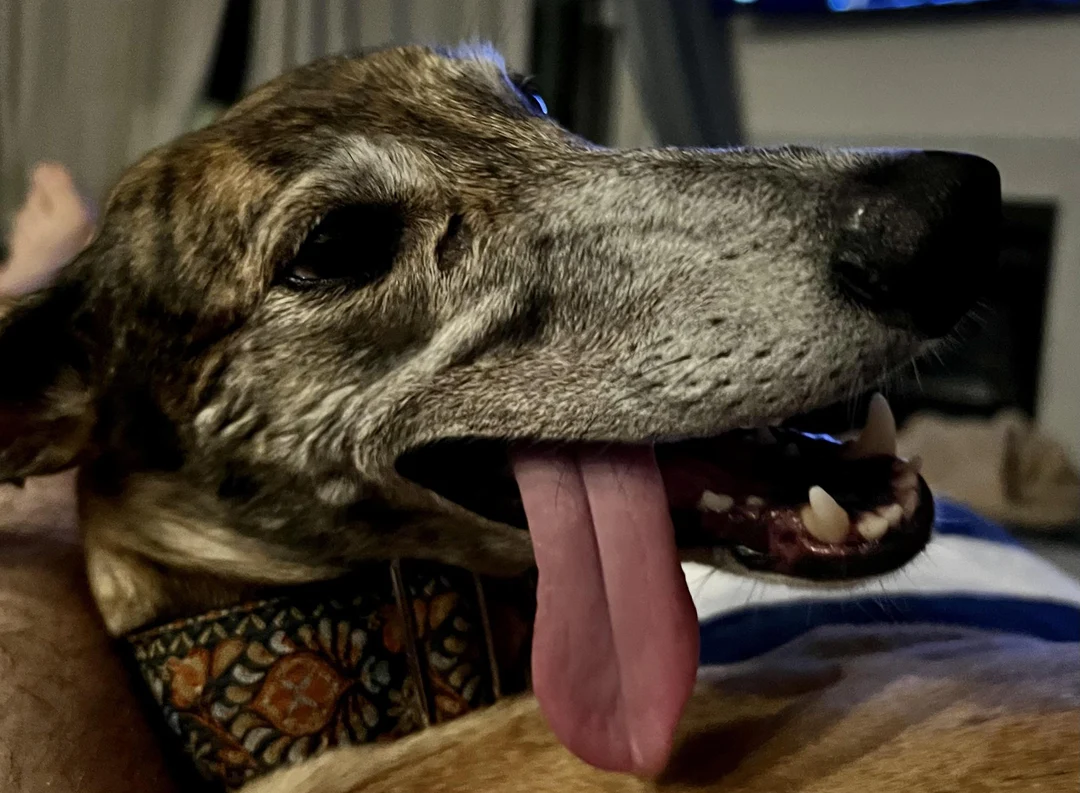 Derp level Professional | Scrolller