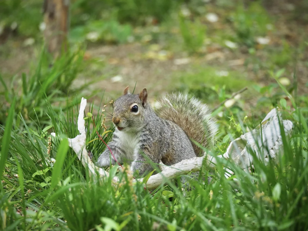 Cute but deadly | Scrolller