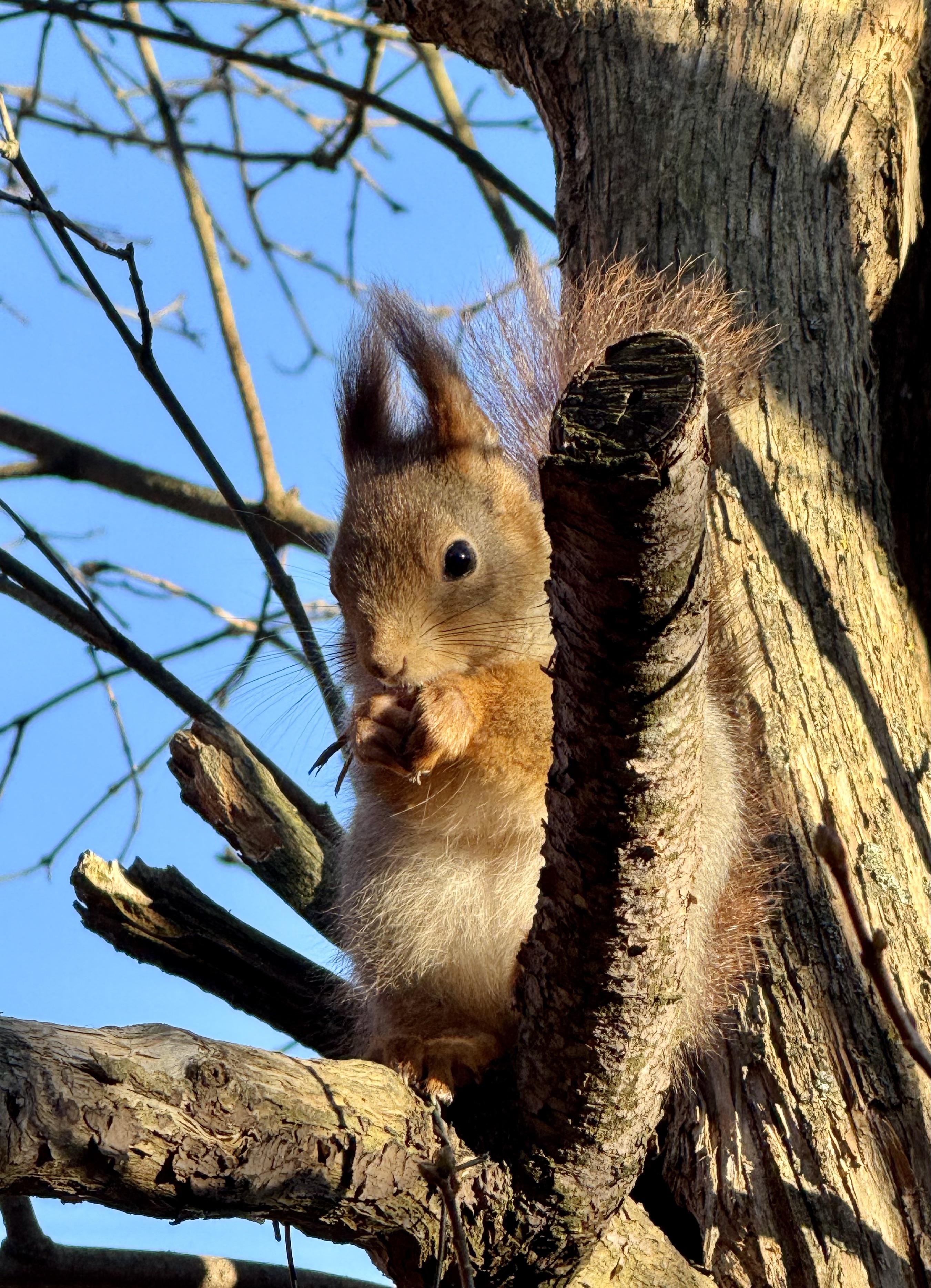 Mini and his precious stick | Scrolller