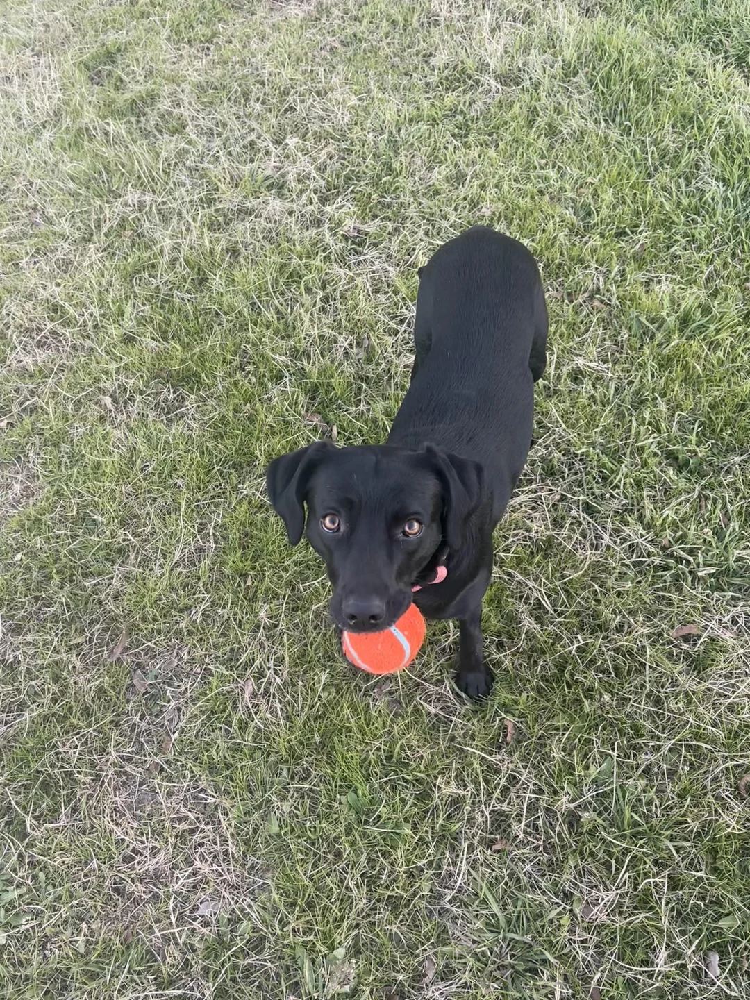 No take, only throw | Scrolller