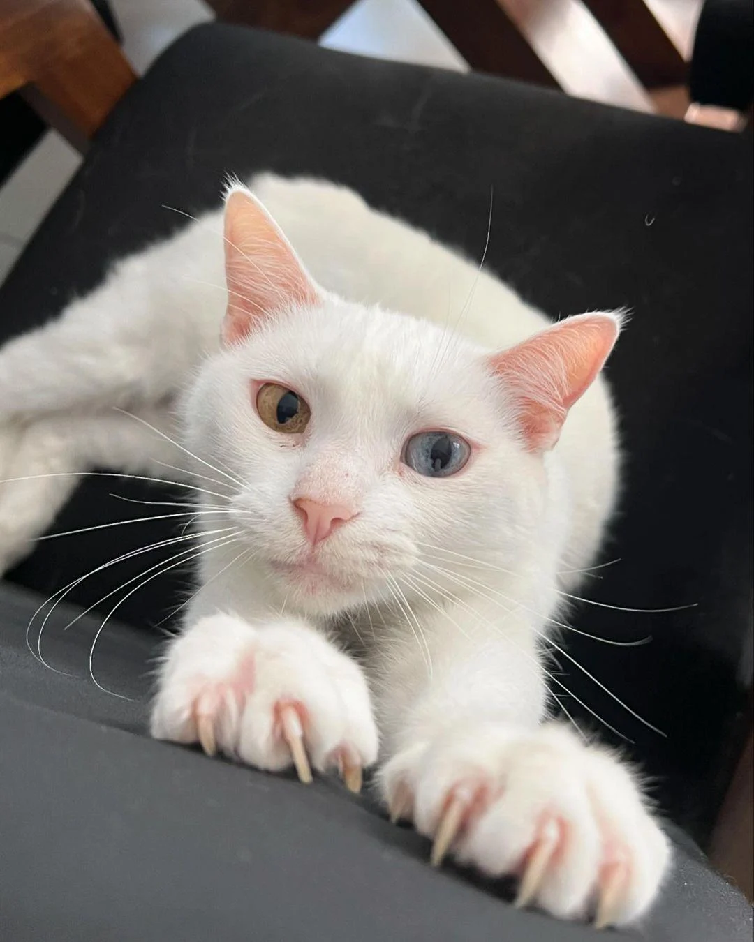 Caught in the act | Scrolller