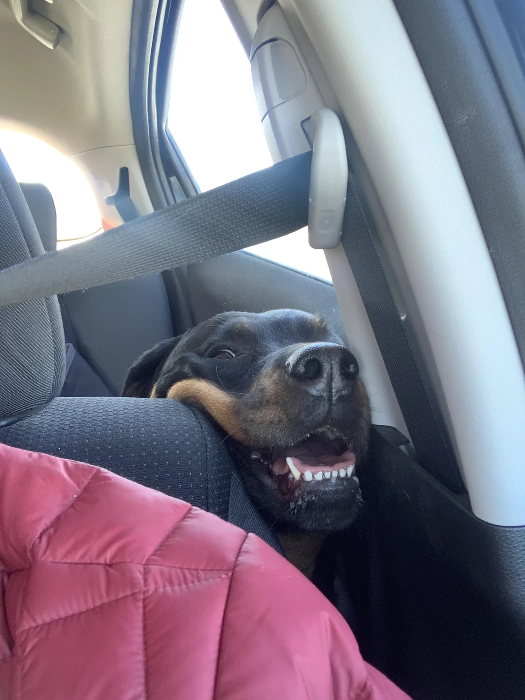 Backseat driver | Scrolller