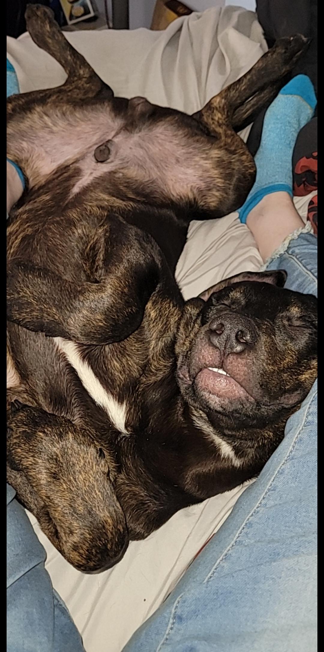 anyone else's rottie sleep weird?🤣😂 Like, how is this comfortable?? | Scrolller