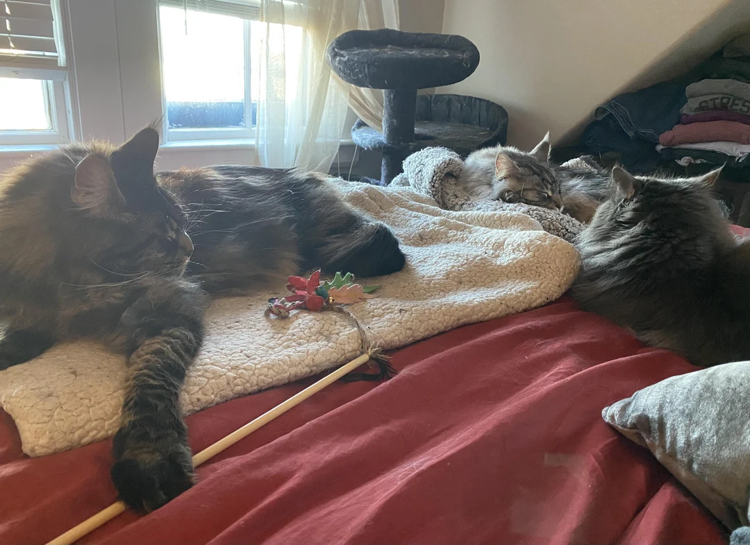 Everyone is napping, but still his toy | Scrolller