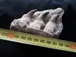 Mosasaur jaw section | Scrolller