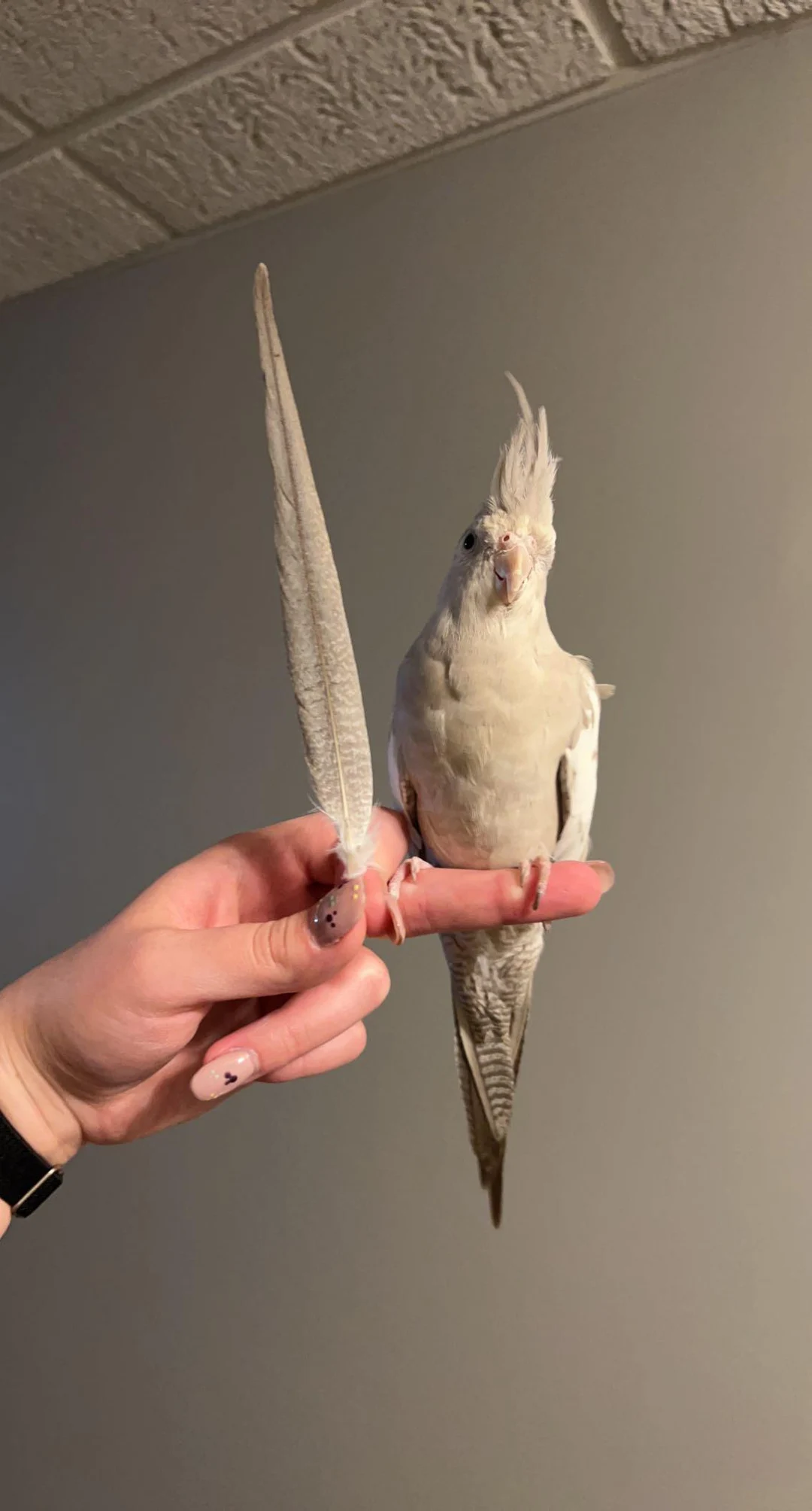 Discover more like Cockatiel: My six month old baby just lost her first tail feather. Excuse me ...