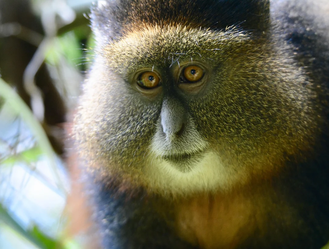 Golden Monkeys have shinny fur. This is the reason they are being hunted to extinction | Scrolller