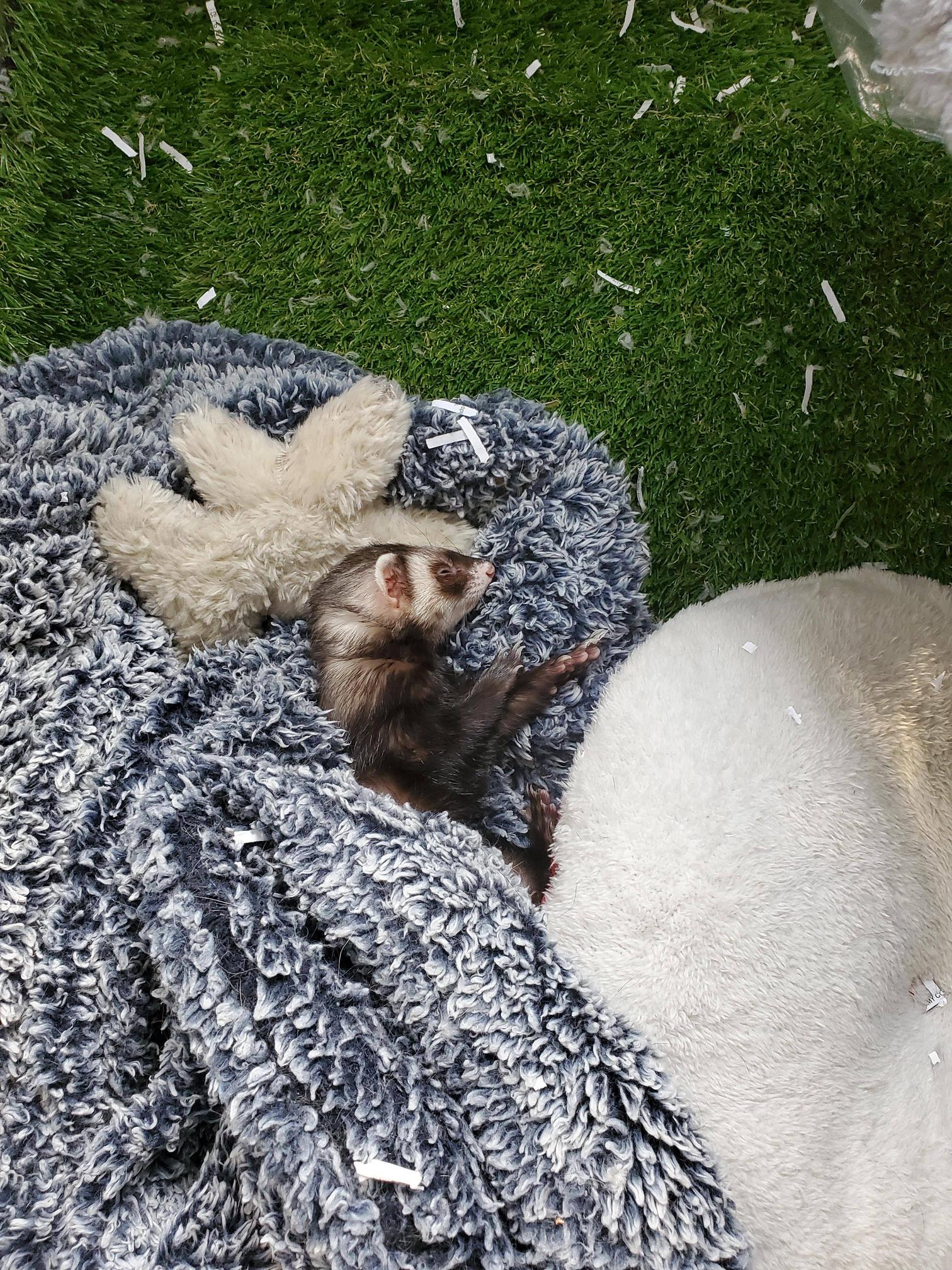 Tucked in | Scrolller