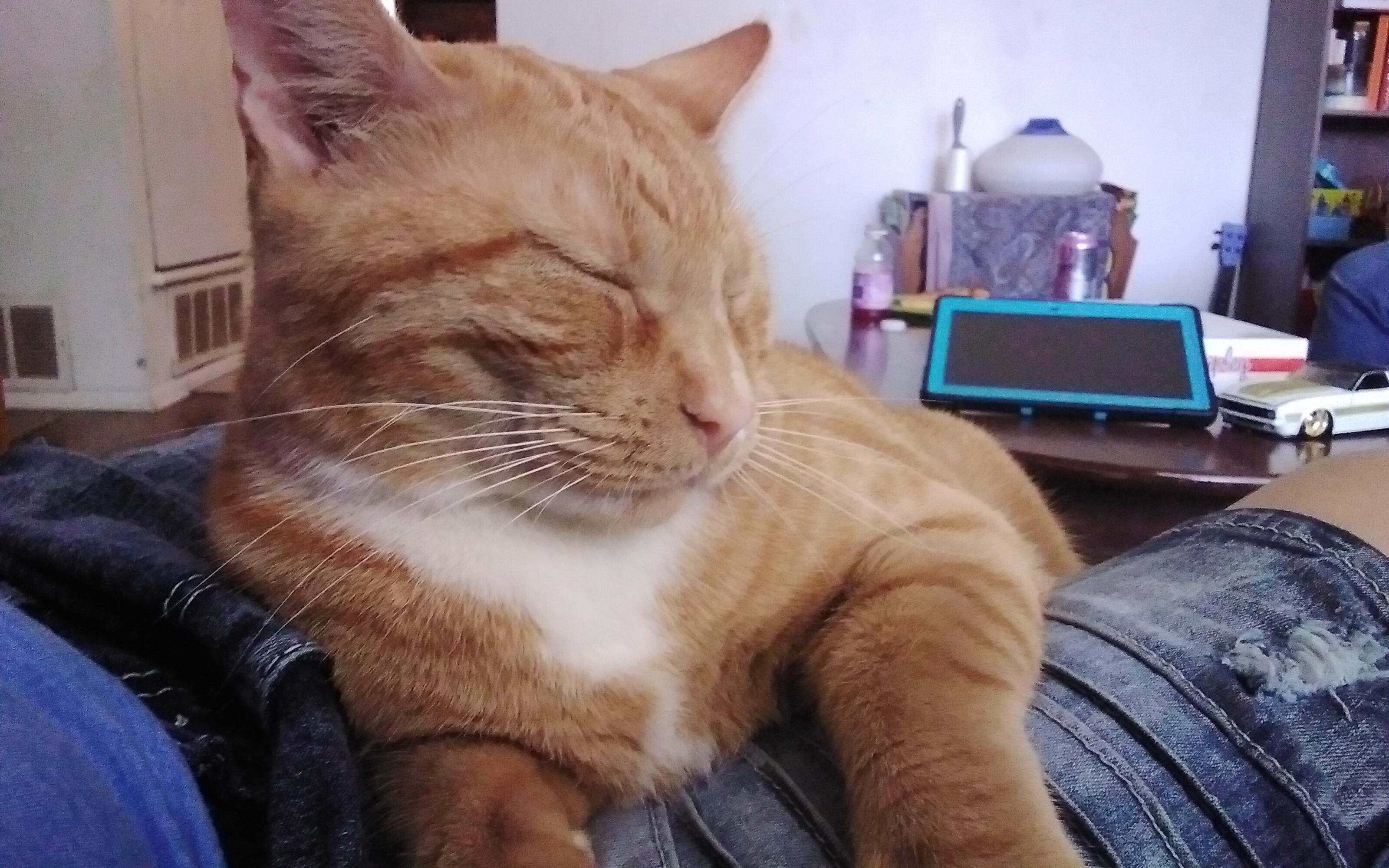 Garfield Again | Scrolller