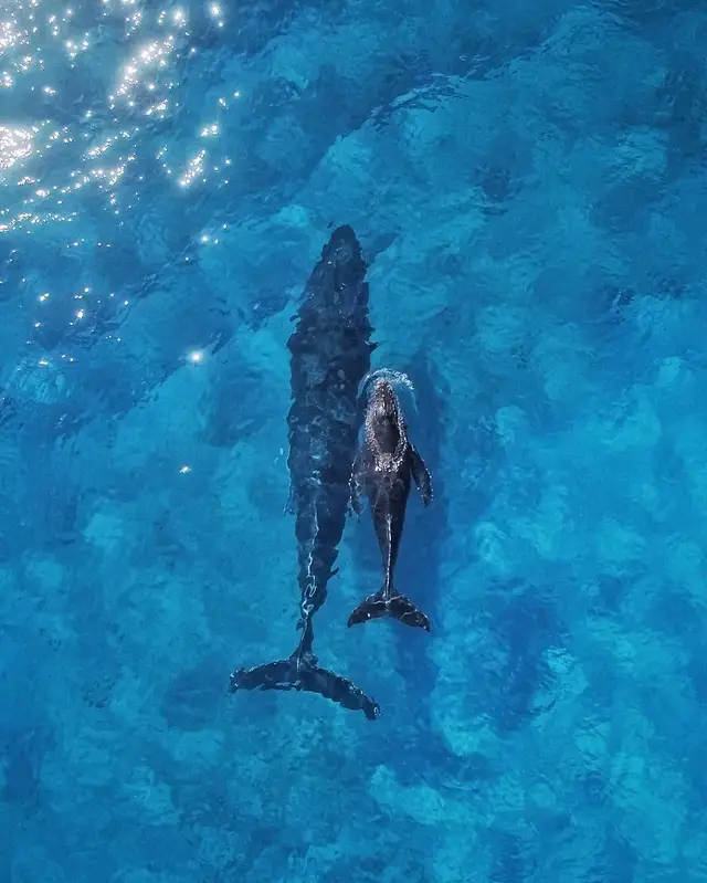 Humpback whale | Scrolller