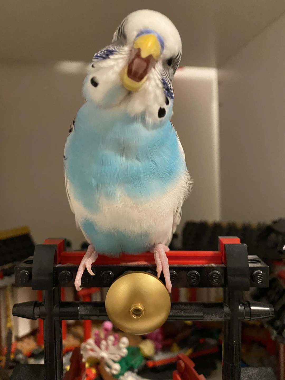Best Yawn Ever, featuring, Blueberry! | Scrolller