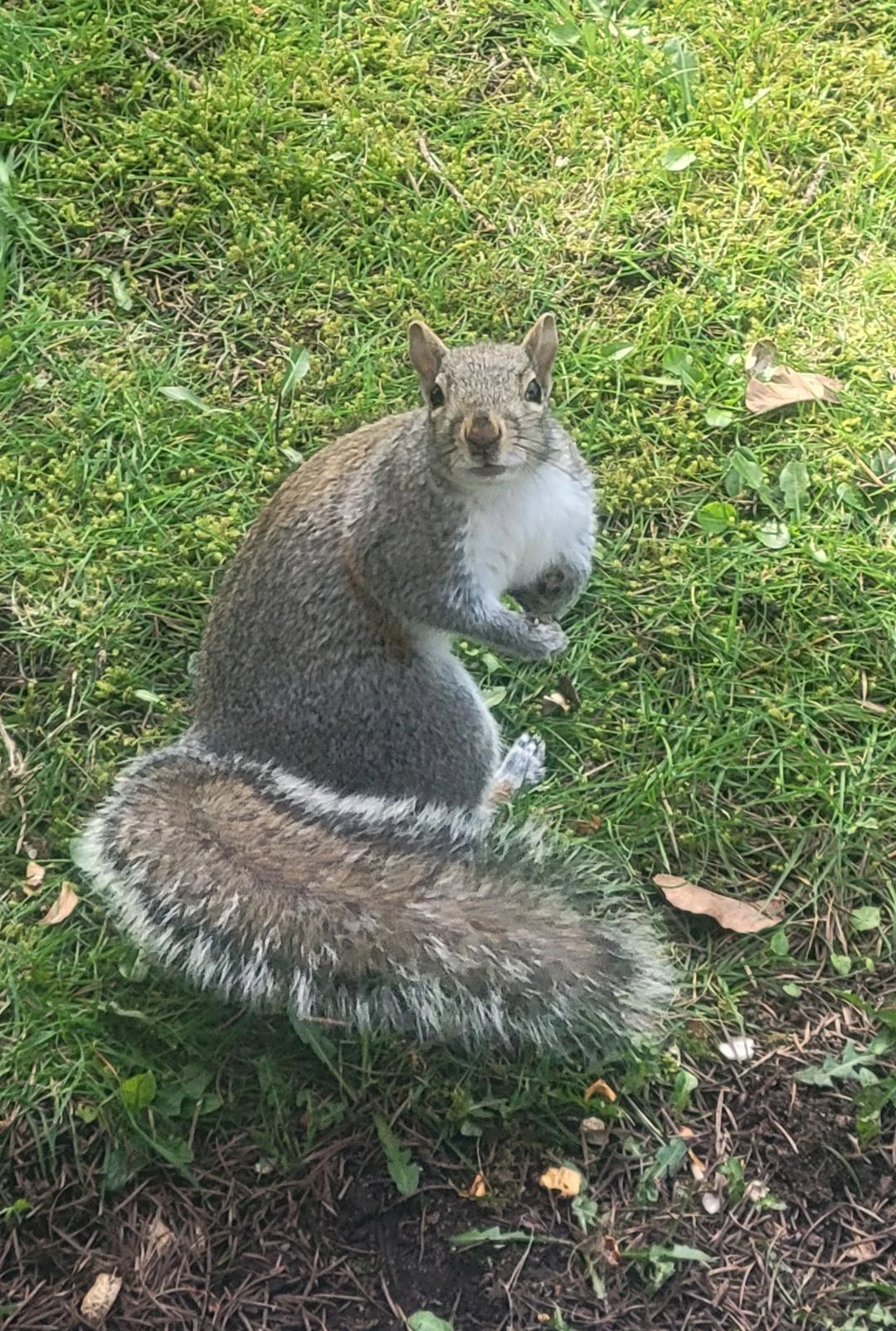 A nice Sunday squirrel :) | Scrolller