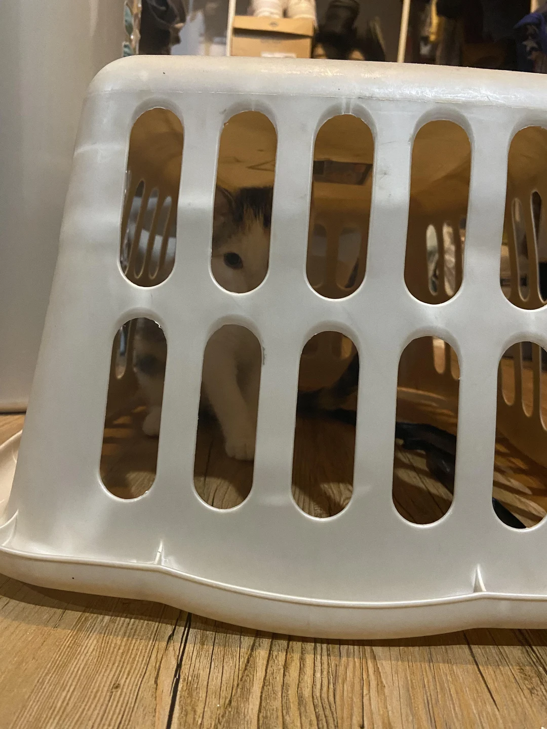 Most effective trap I’ve ever seen | Scrolller