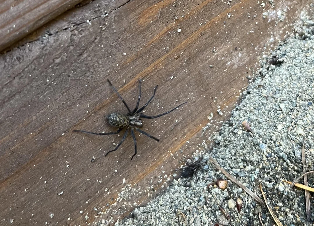 Help if spider | Scrolller