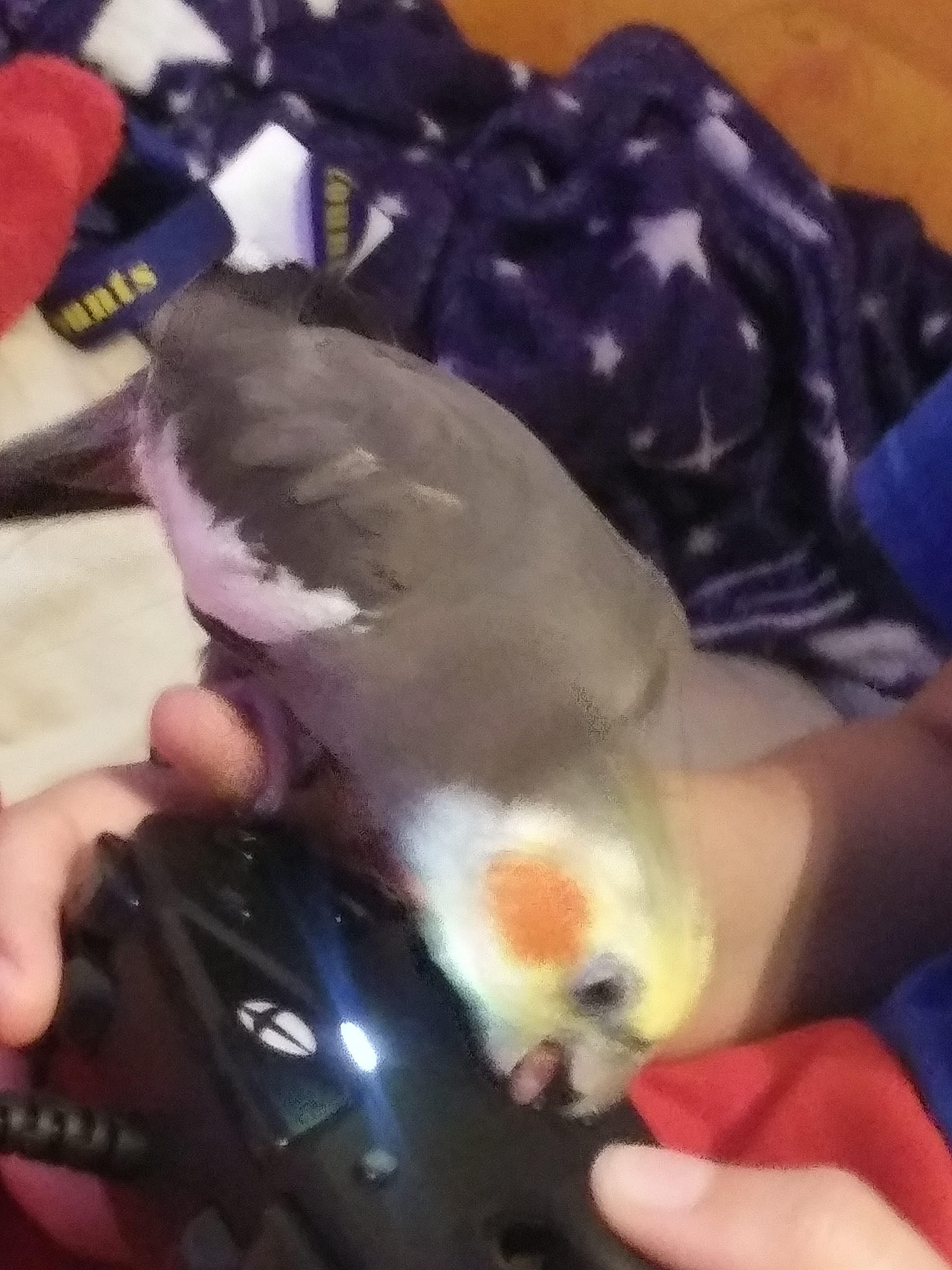 MY CONTROLLER NOW 😈 | Scrolller