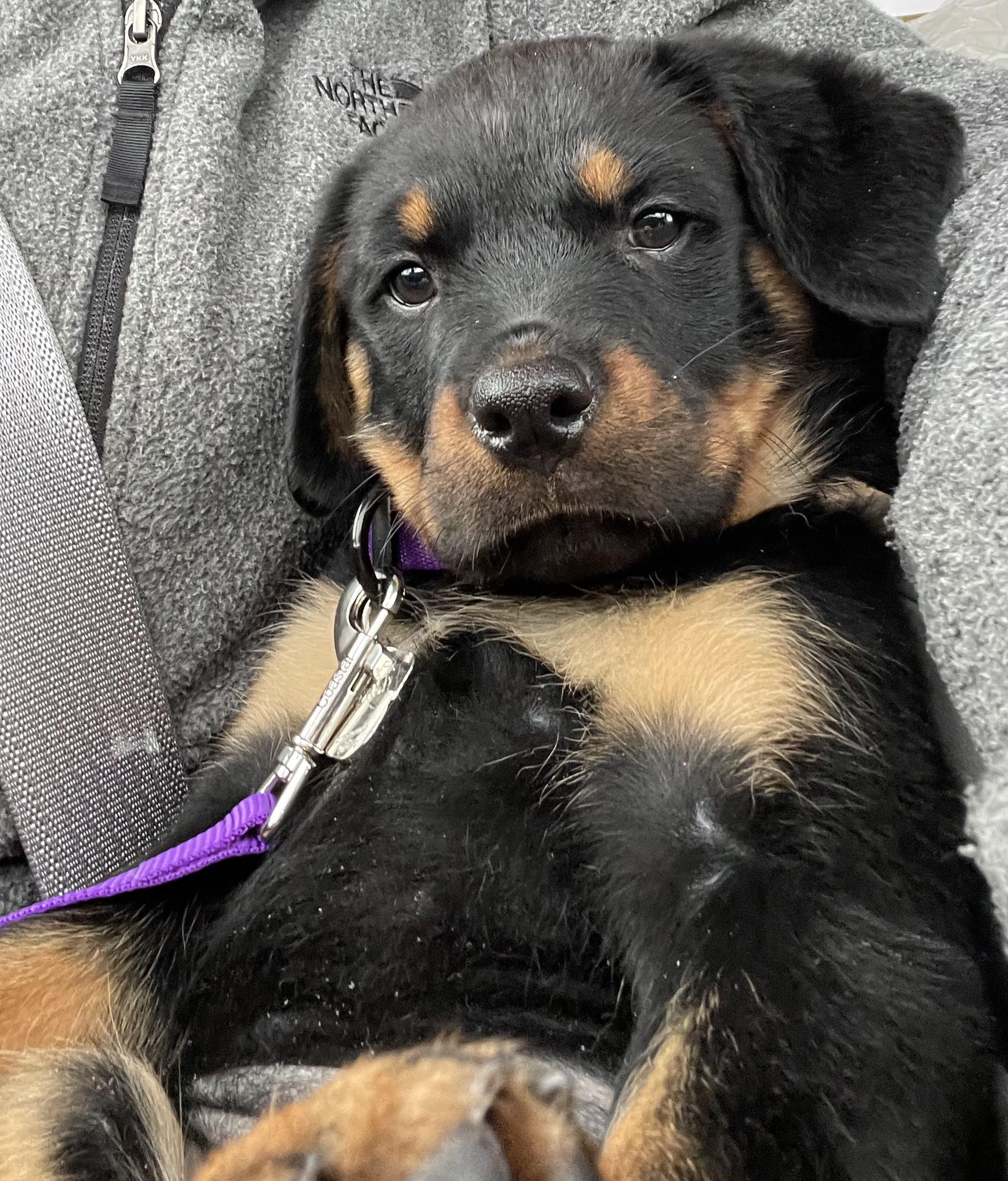 Meet the newest member of our family, miss Bella | Scrolller