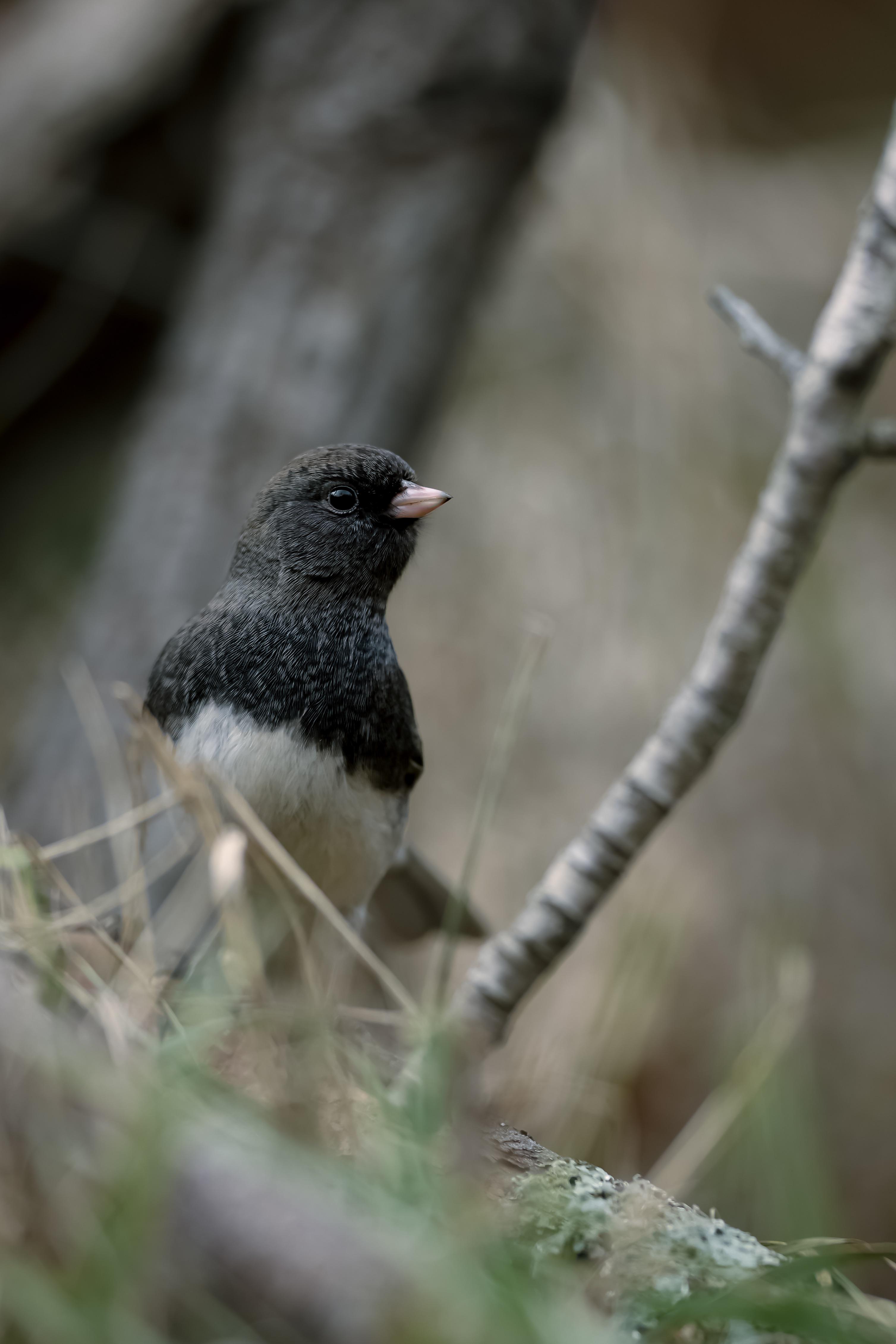 Dark-Eyed Junco | Scrolller