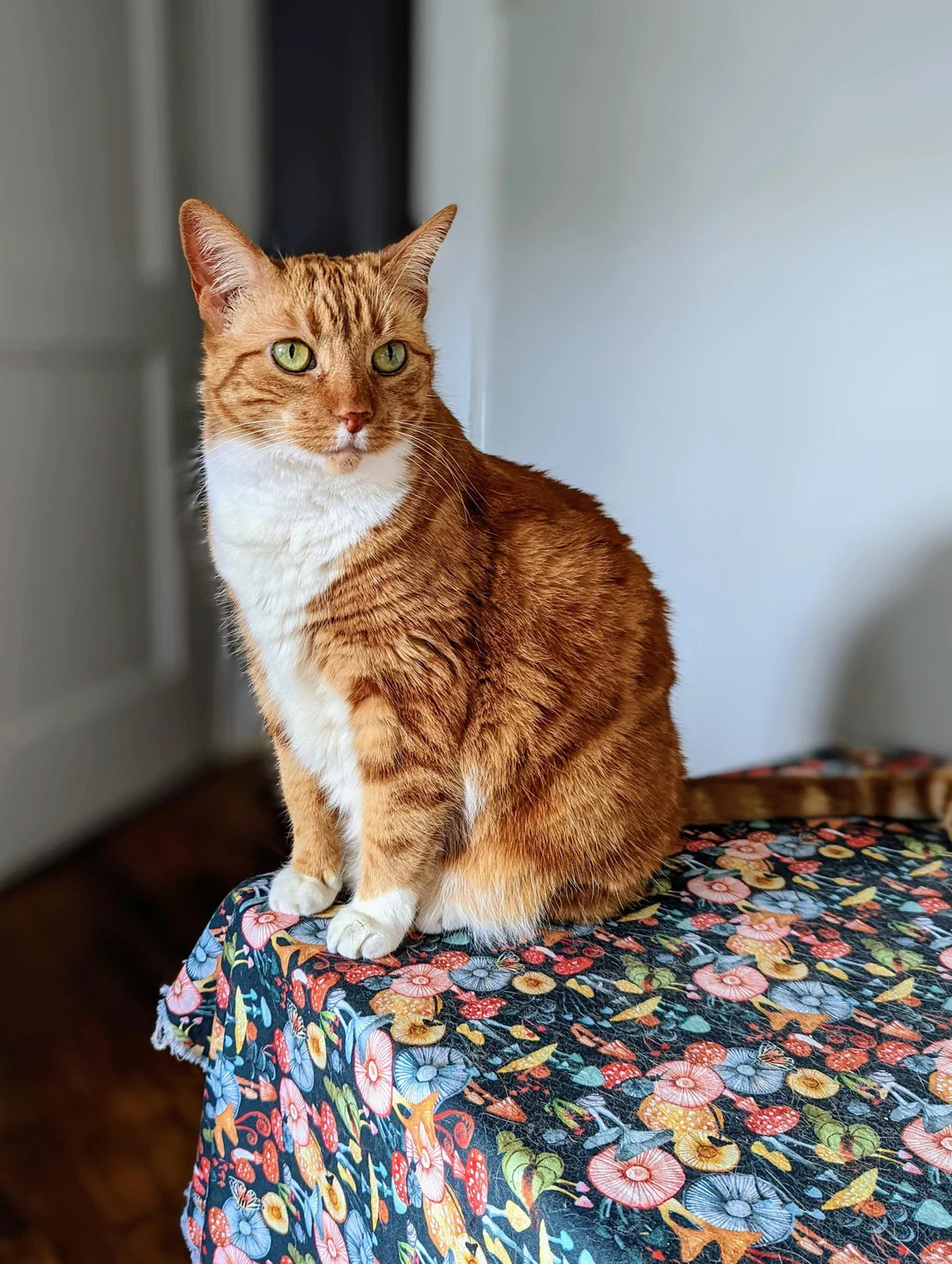 Ms Mayhem Sitting Pretty Scrolller