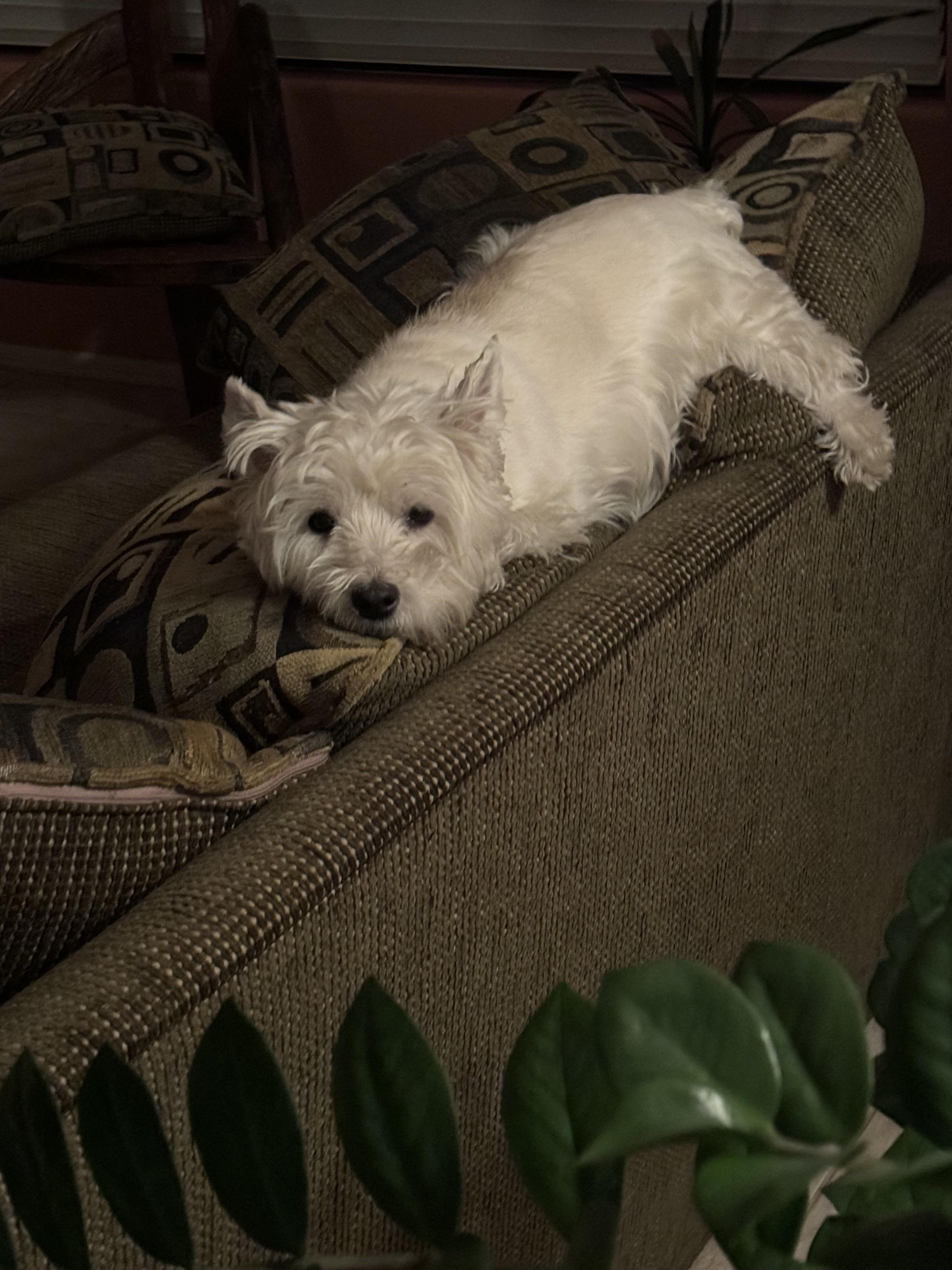 Pacco looks extremely comfortable! | Scrolller