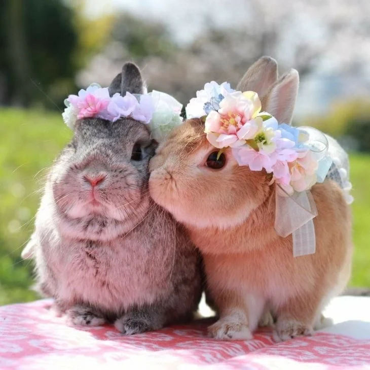 So cute 😭 like rabbits | Scrolller