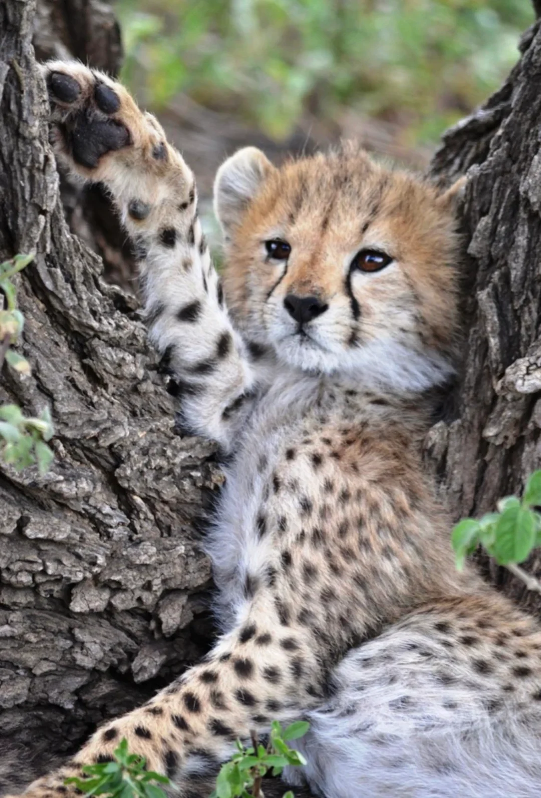 Sweet Little Cheetah. | Scrolller