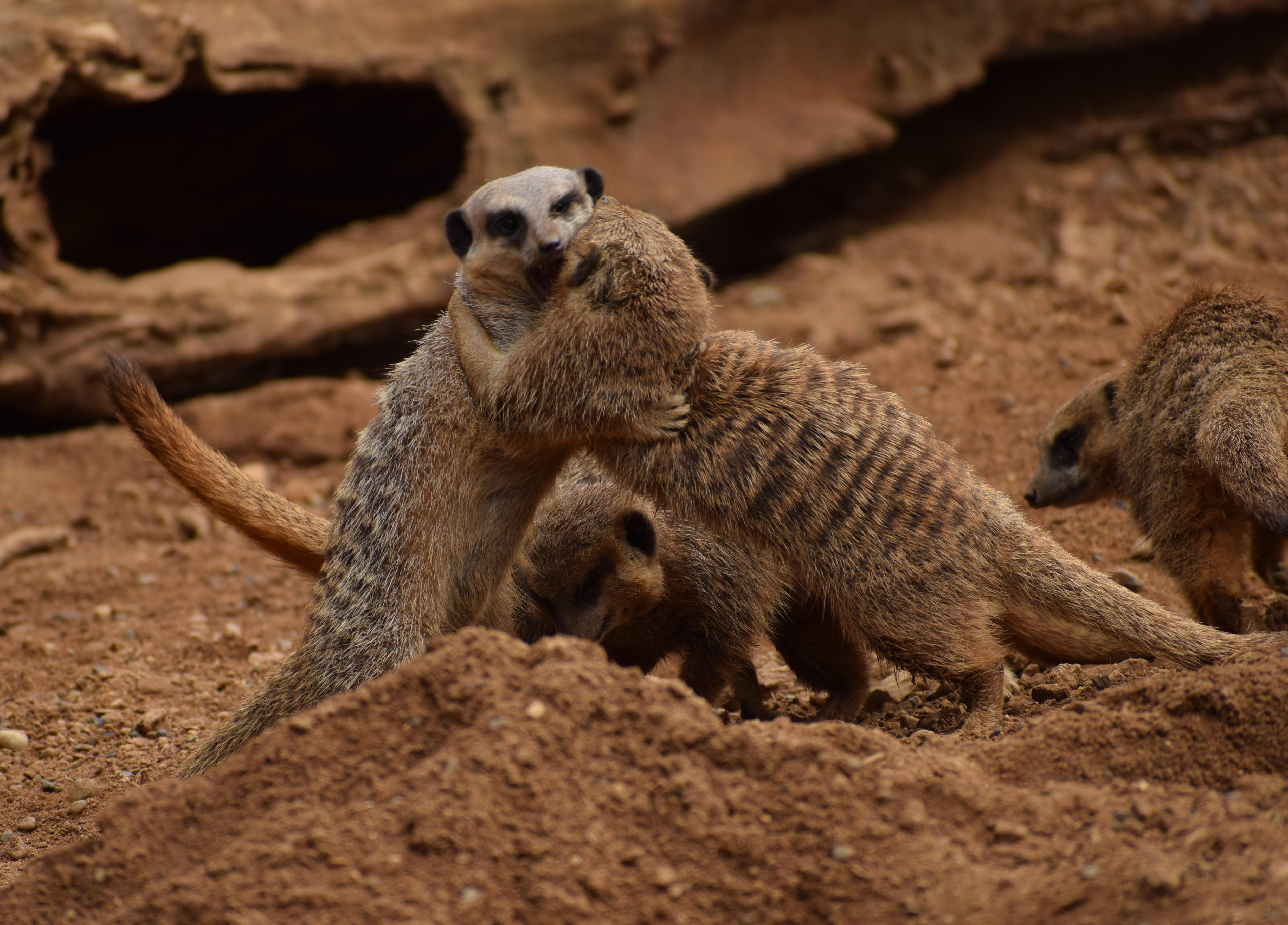 Discover more like Pic: Meerkats playing and Related Content | Scrolller