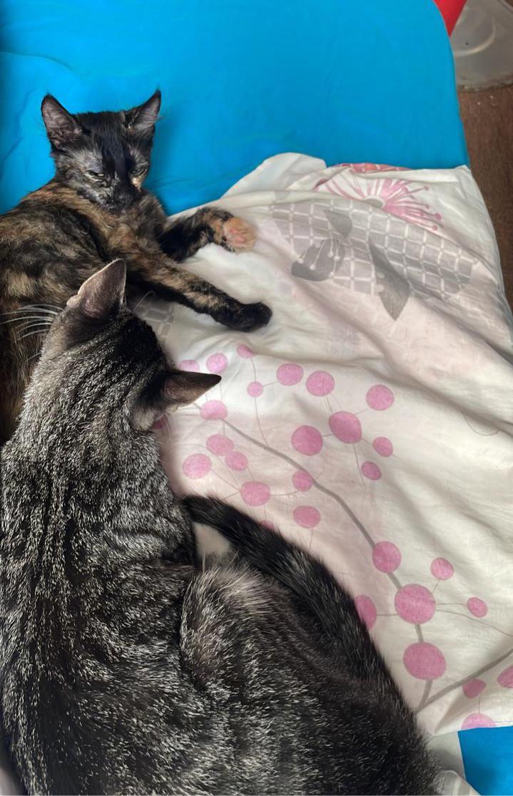 my beautiful new kittens 🐱 💖 | Scrolller