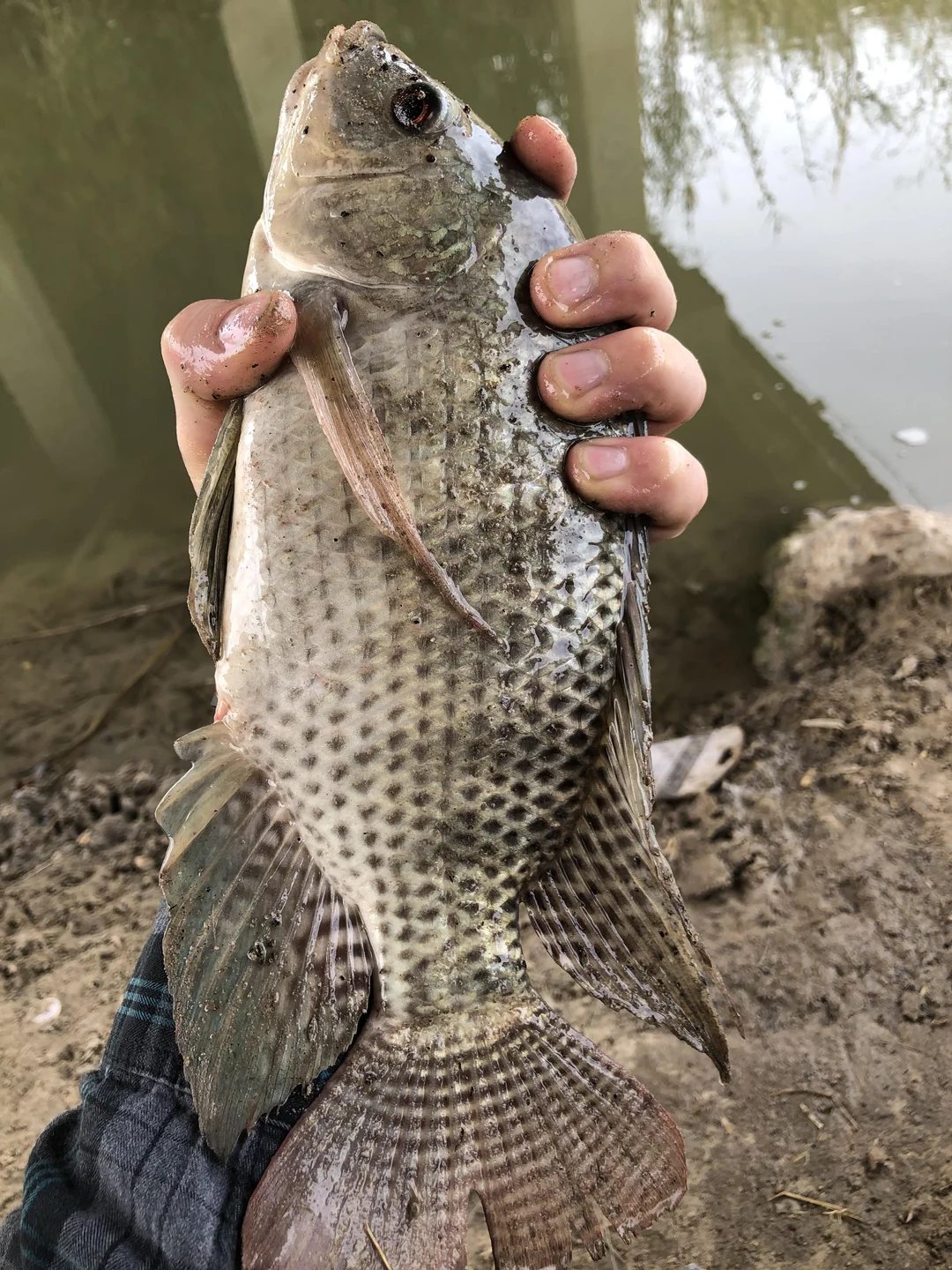 Blue or Nile Tilapia? [South Texas] | Scrolller