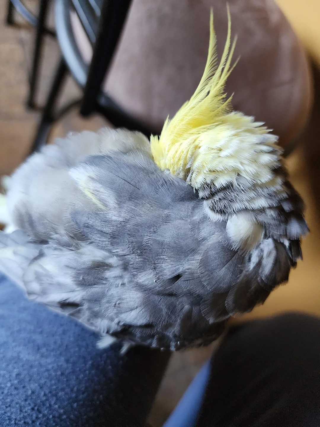 Poofed out. Smells like sweet dust 😋 | Scrolller