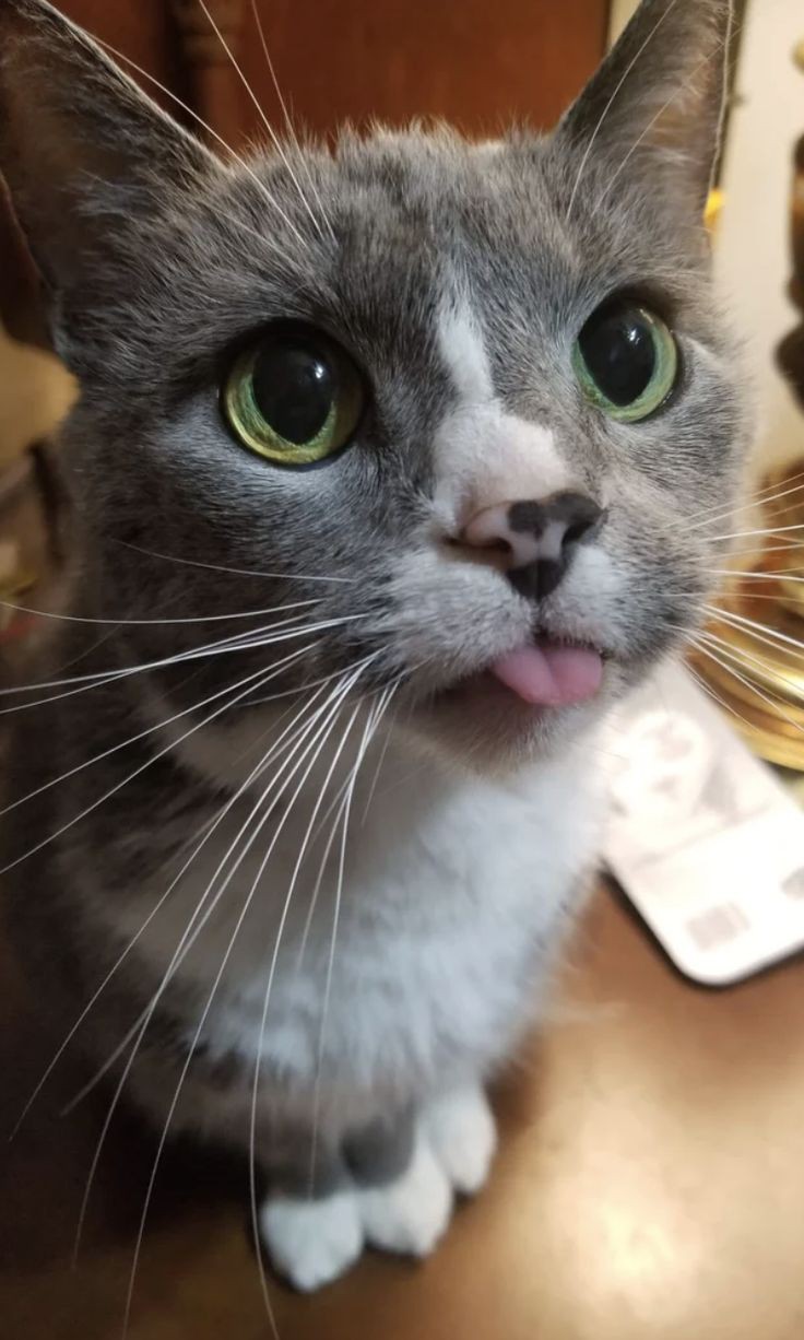 Cute blep 😍 | Scrolller