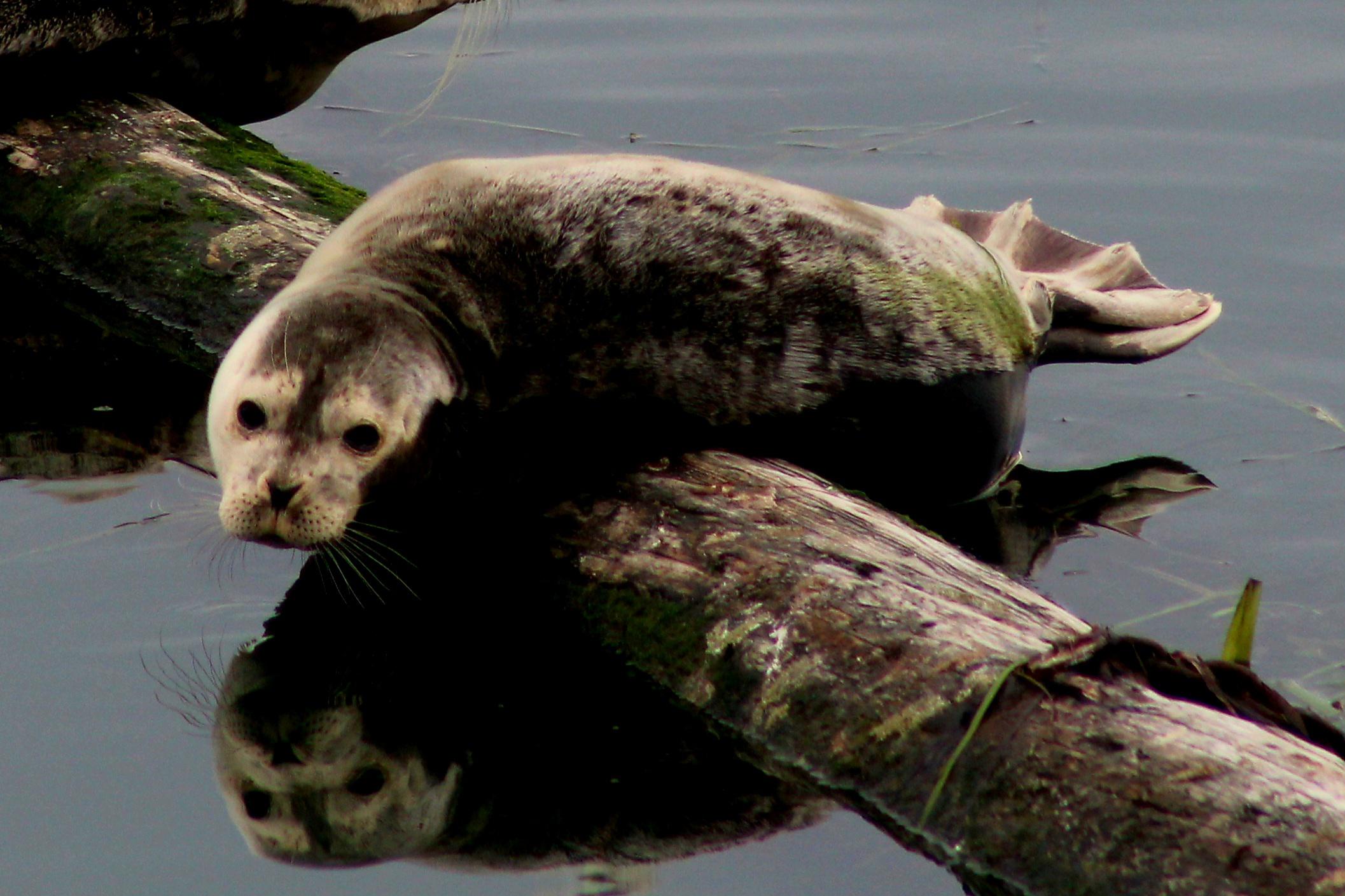 [OC] Did you know seals can stretch their tails? | Scrolller